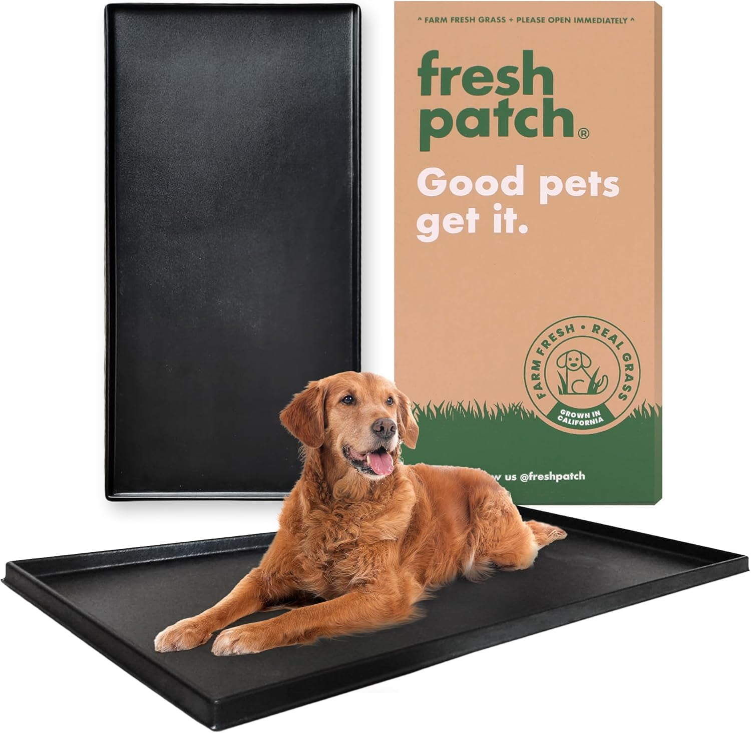 Fresh Patch Plastic Tray for XL Real Grass Pee and Potty Training Pads ...