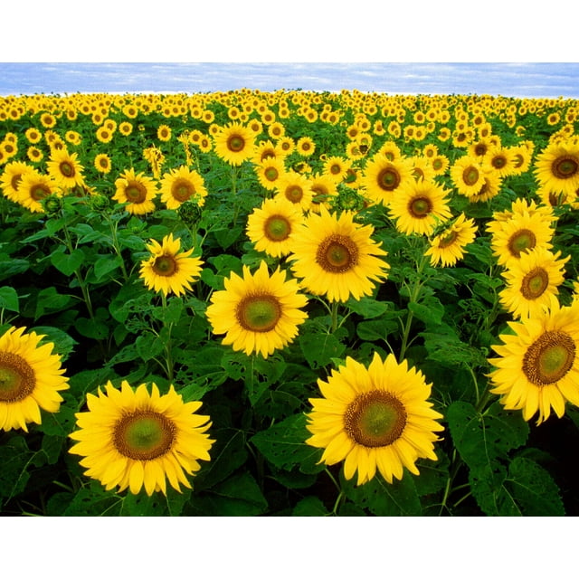 Fresh Seeds - Sunflower Seeds, Skyscraper, Heirloom Sunflower Seeds ...