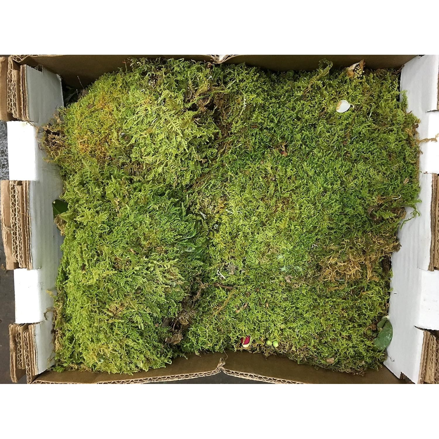 Fresh Sheet Moss. 3 to 5lb Box. - Walmart.com