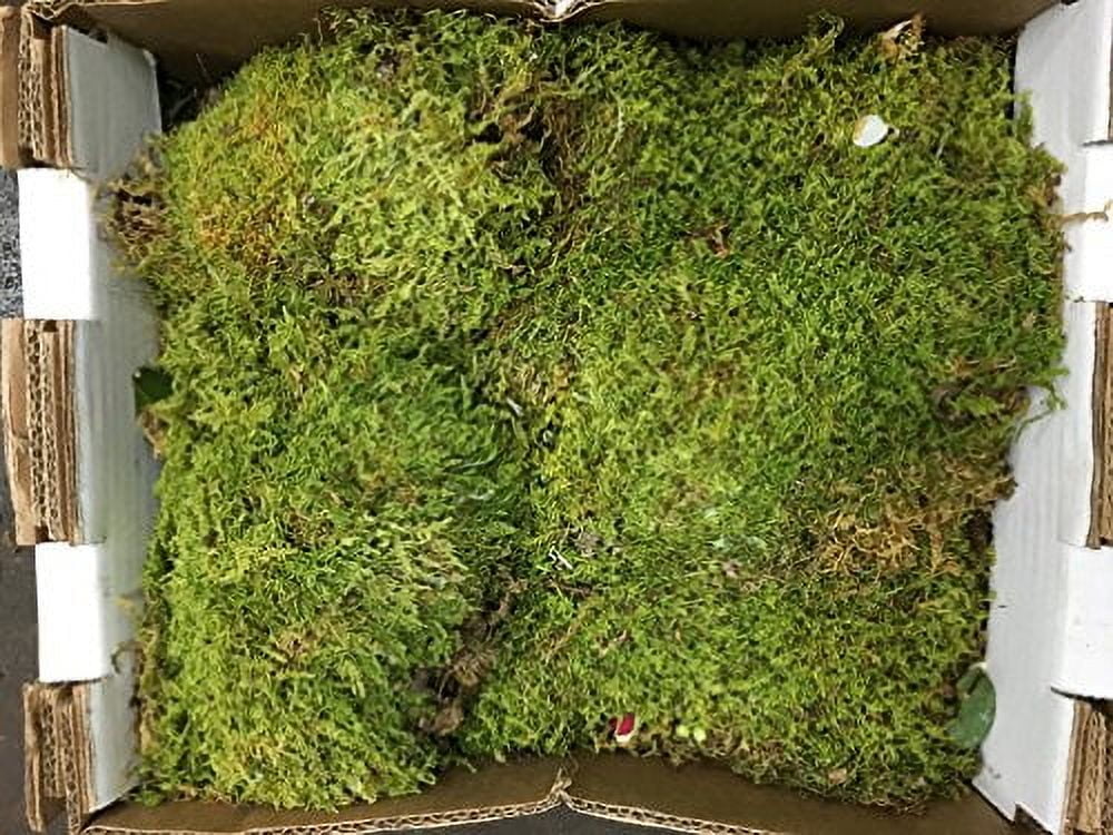 Fresh Sheet Moss. 3 to 5lb Box. - Walmart.com