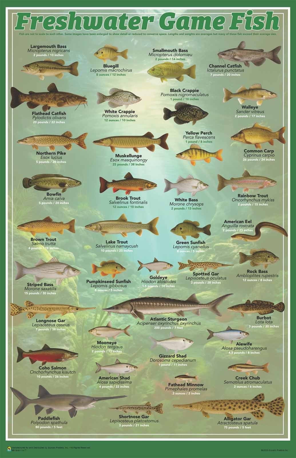 Fresh Water Game Fish Mini Poster - 11 x 17 in. - Walmart.com