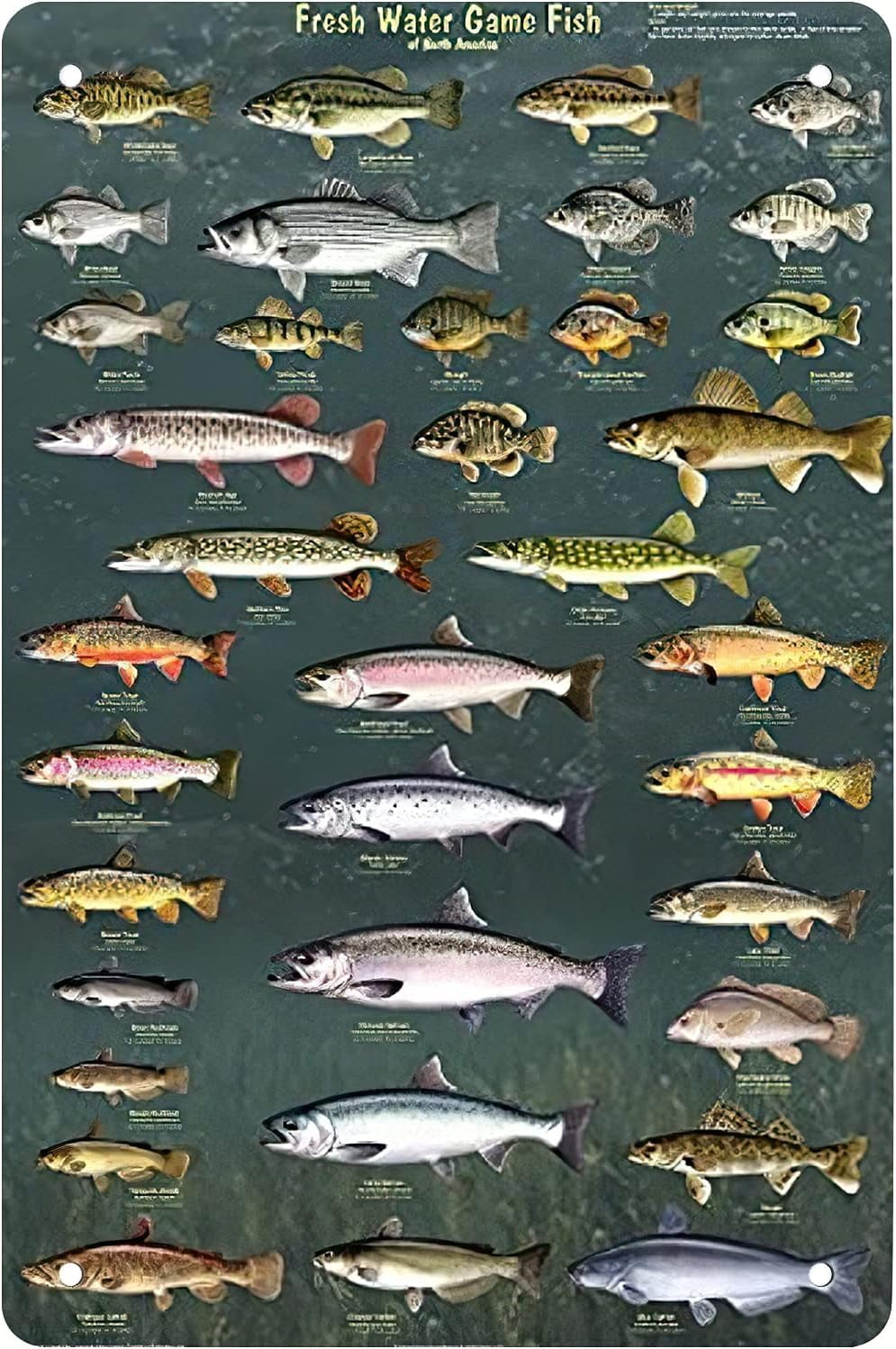 Fresh Water Game Fish of North America Educational Reference Chart ...