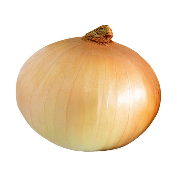 Onions Bulk
