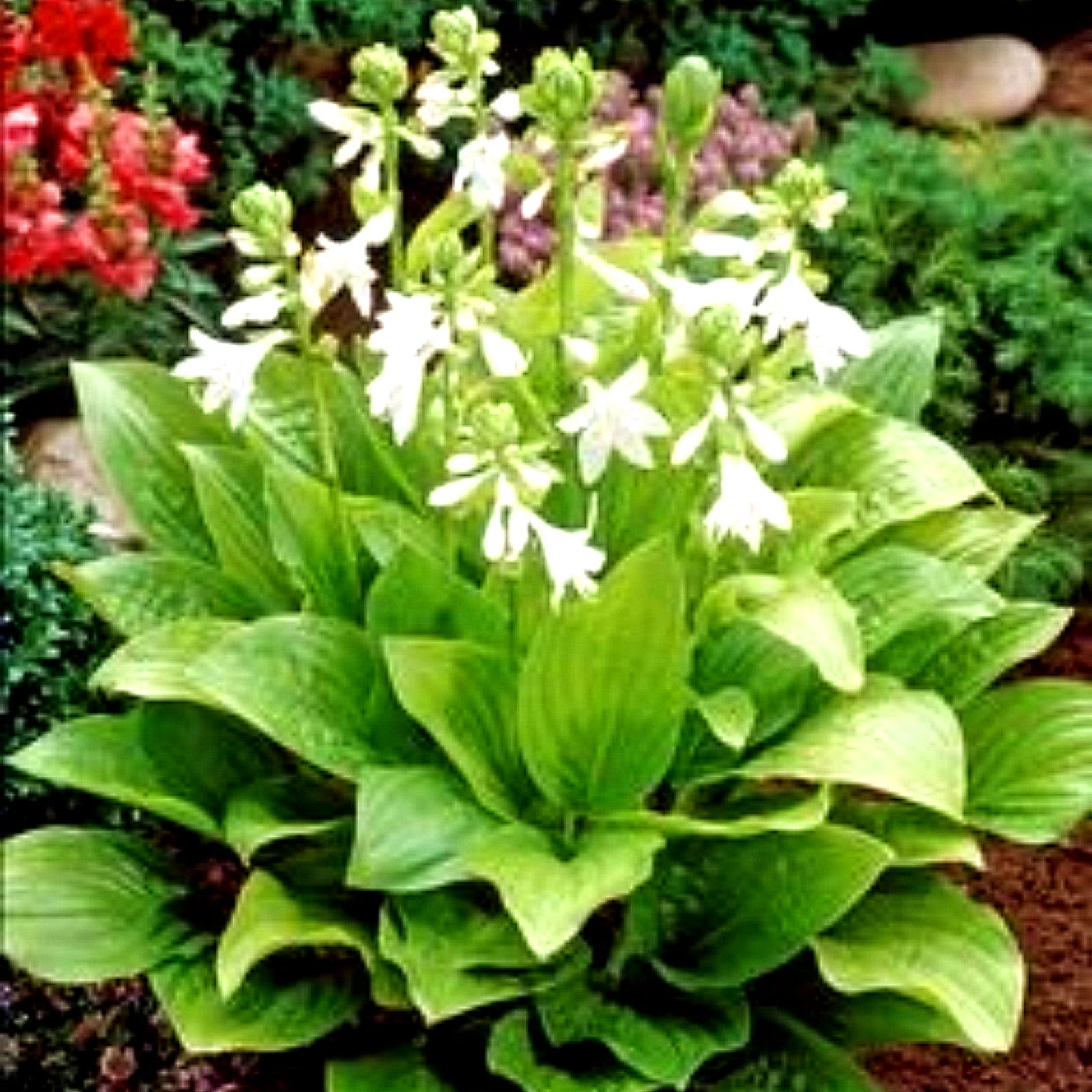 Fresh and healthy hosta bulbs. Add greenery to your home - Walmart.com