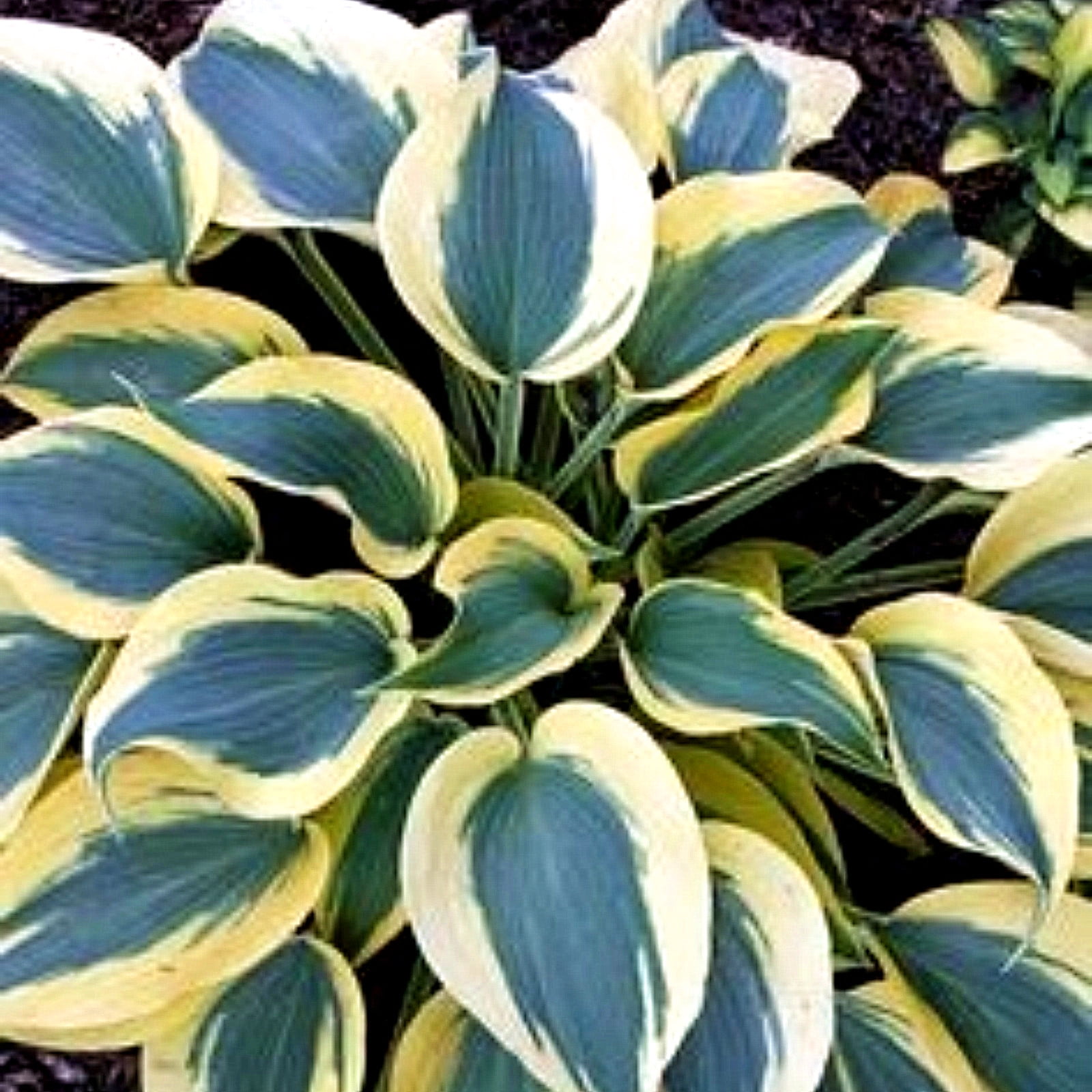 Fresh and healthy hosta bulbs. Add greenery to your home - Walmart.com