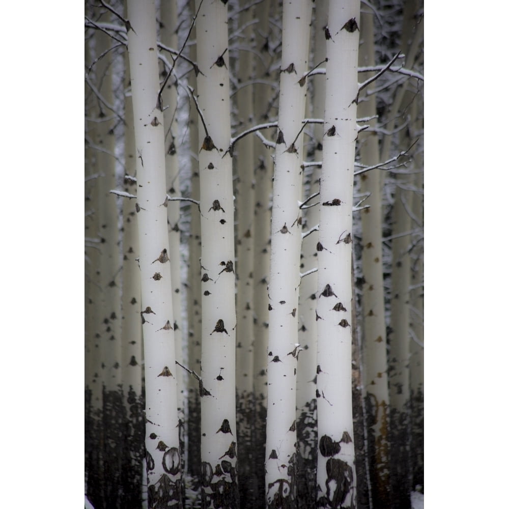 Fresh late summer snow and Aspen tree trunks Banff National Park ...