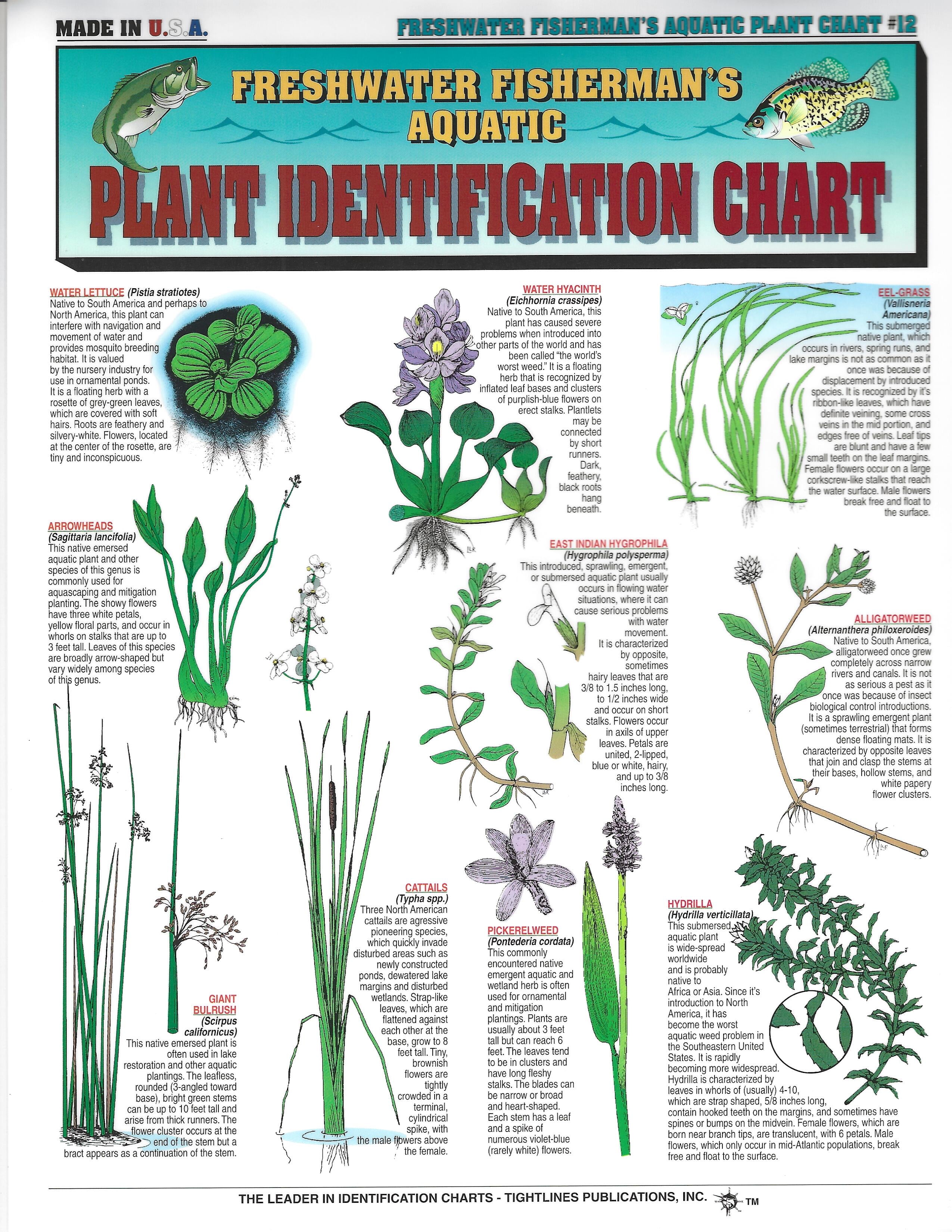 Freshwater Aquatic Plant Identification Chart #12 (Florida APMS Inc ...
