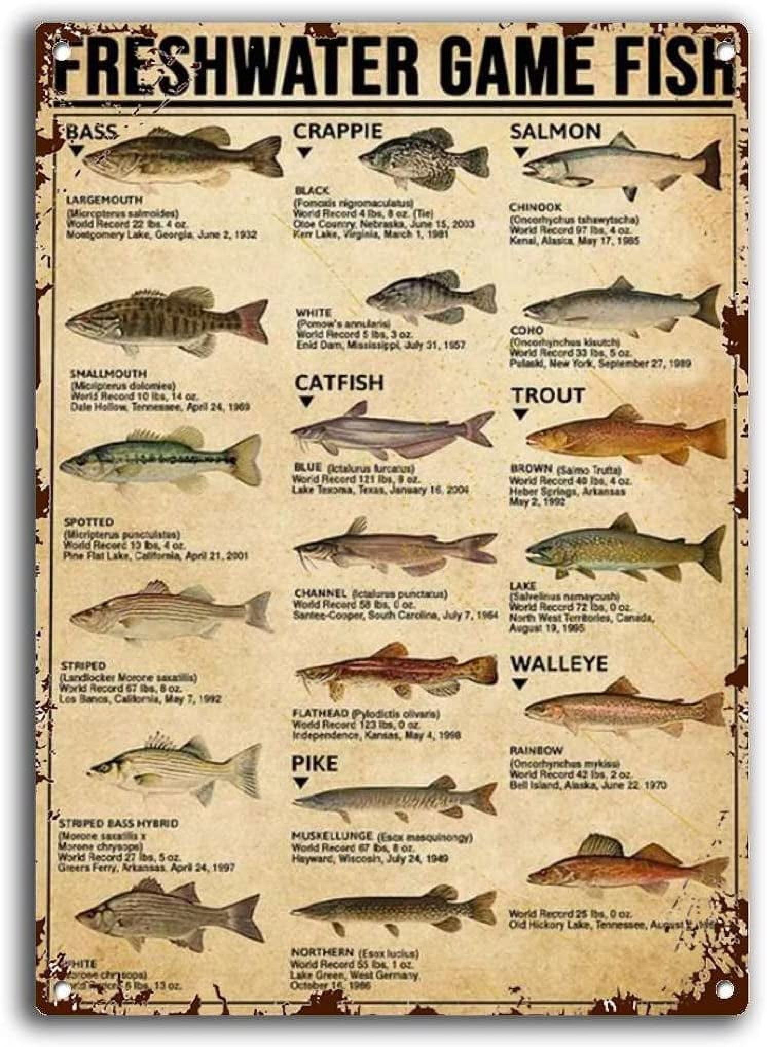Freshwater Game Fish Knowledge Poster Bass Fishing Knowledge Tin Signs ...