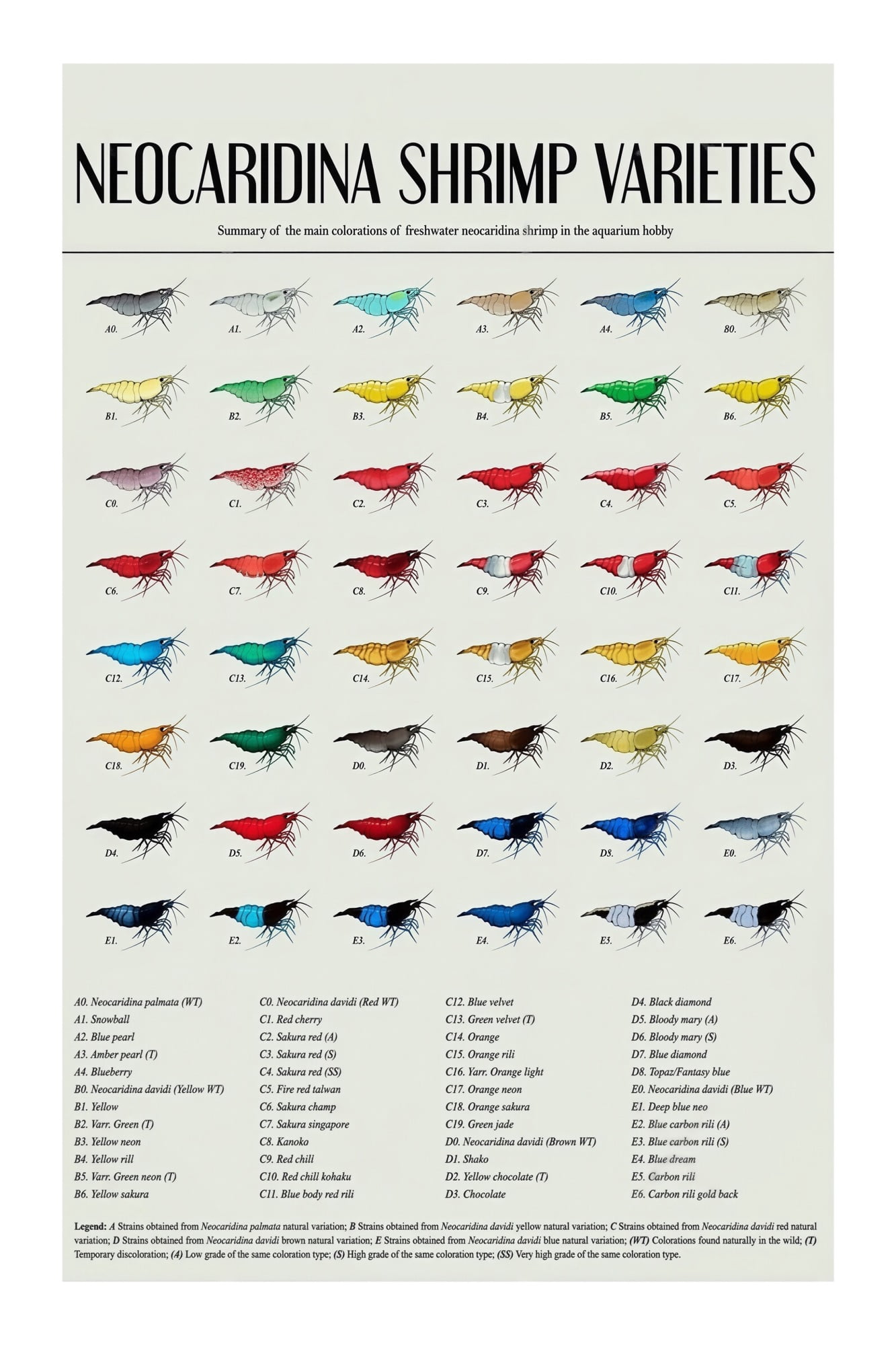 Freshwater Shrimp Breeds Chart Neocaridina Varieties Identification ...
