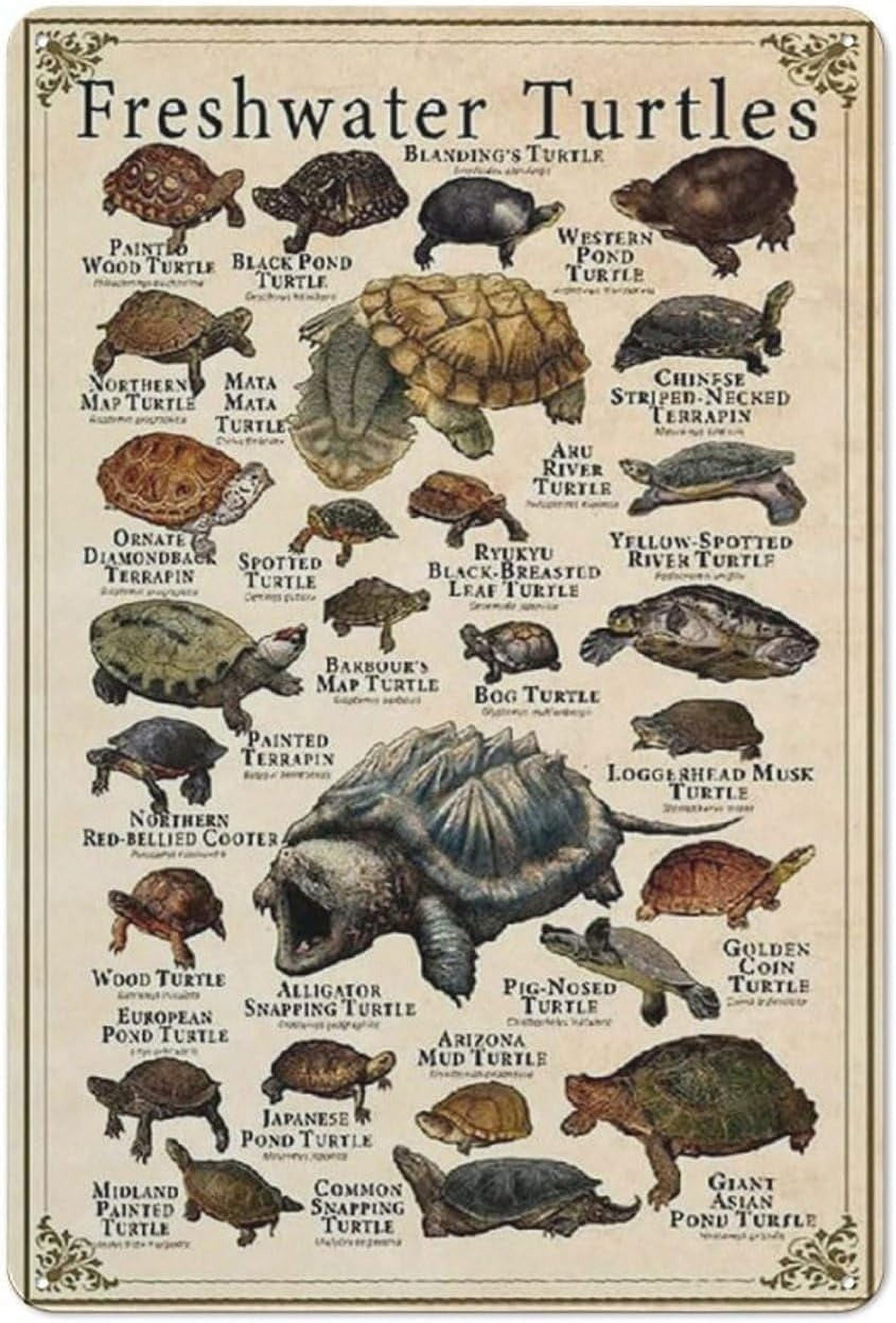 Freshwater Turtles Knowledge Metal Tin Signs Freshwater Turtles Chart ...