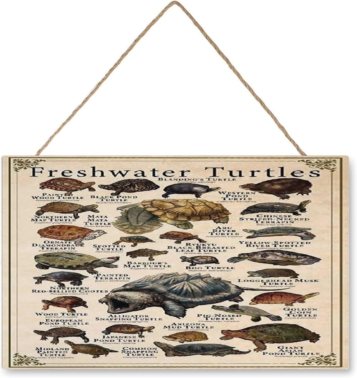 Freshwater Turtles Knowledge wooden signs Freshwater Turtles Chart ...