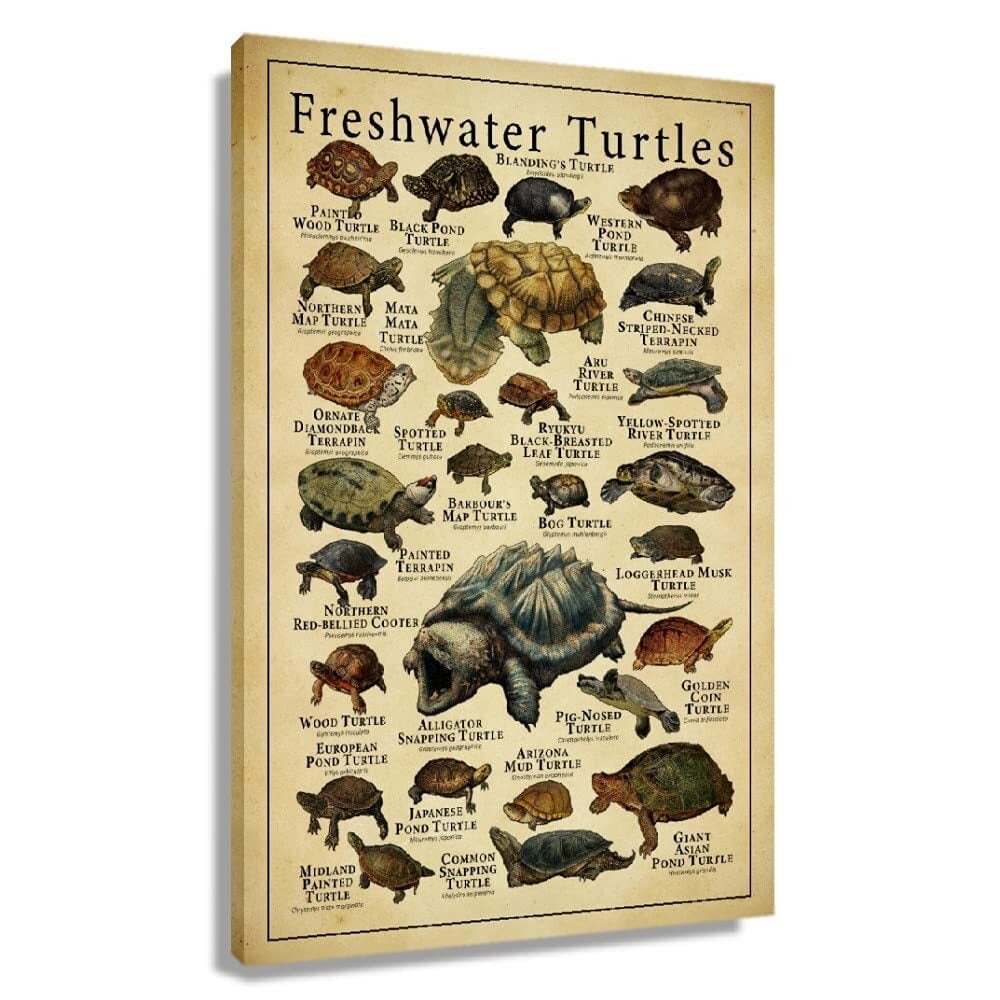 Freshwater Turtles Poster Modern Wall Art Educational Prints on Canvas ...