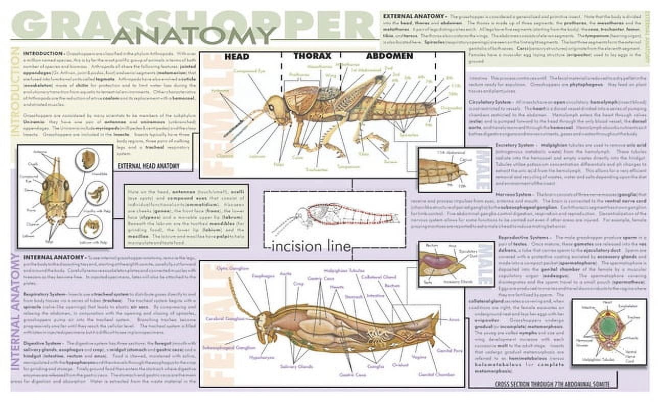 Frey Scientific Laminated Dissection Mat, Grasshopper Anatomy Print ...