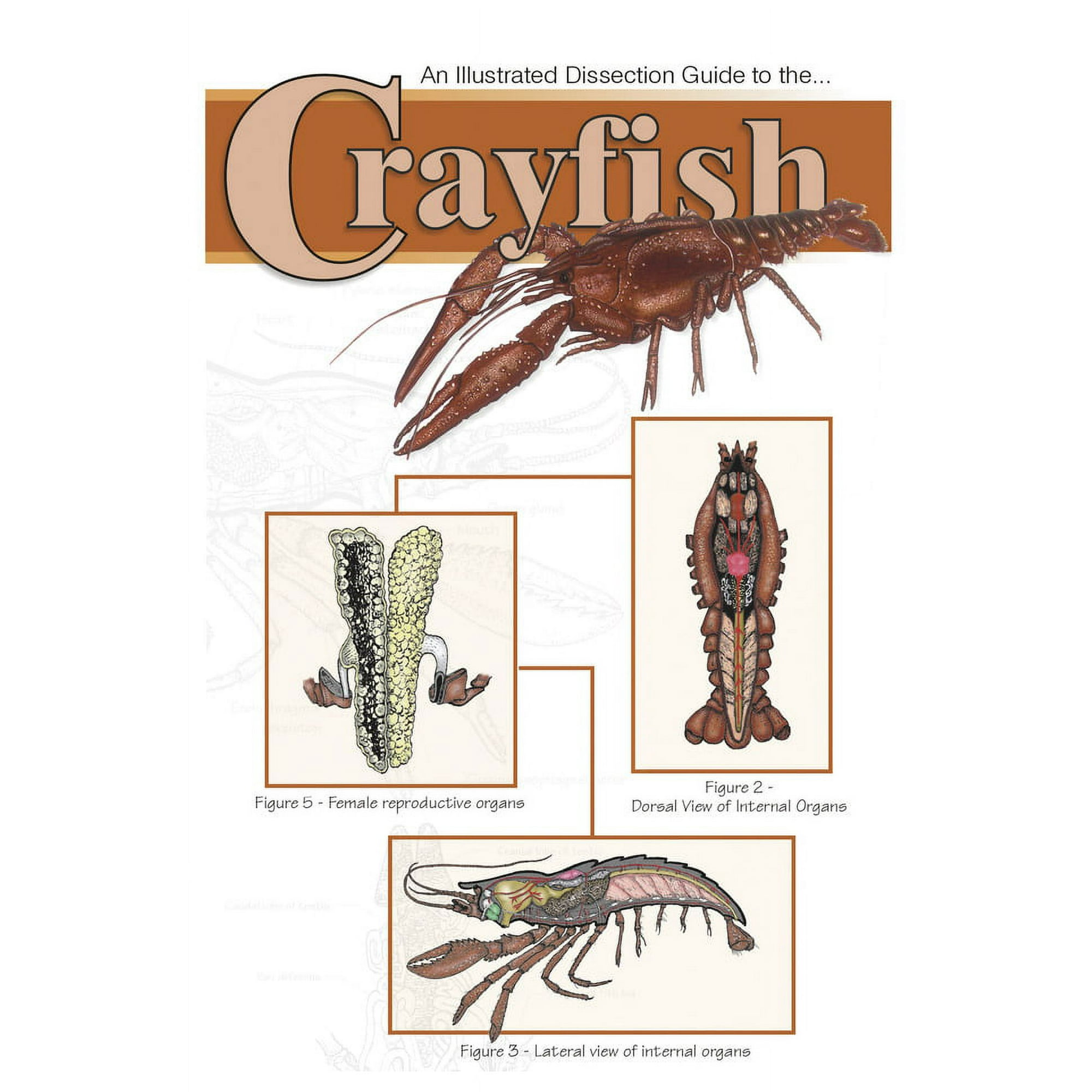 Crayfish Anatomy Dissection