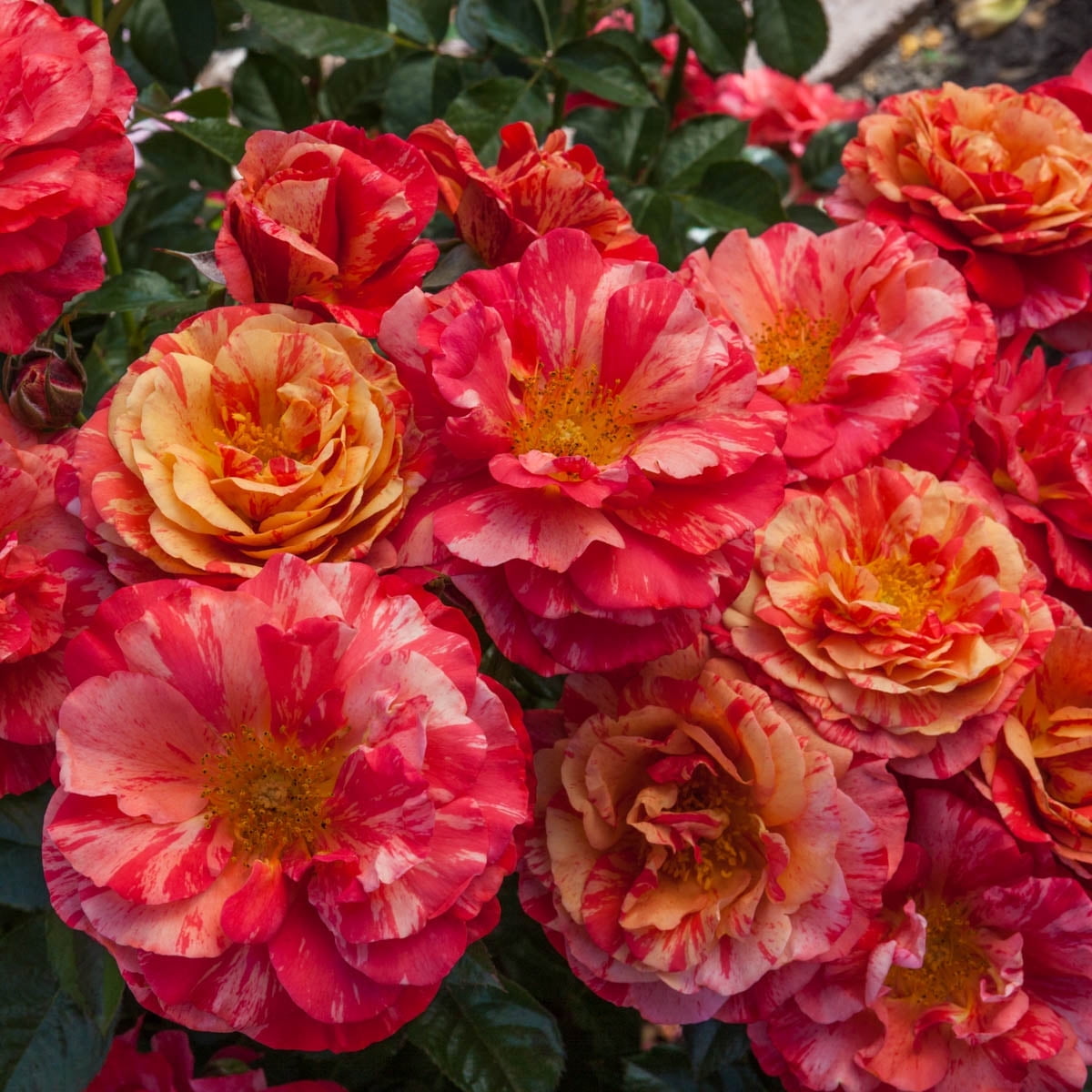 Direct Gardening Frida Kahlo Floribunda Rose Plant - Walmart.com