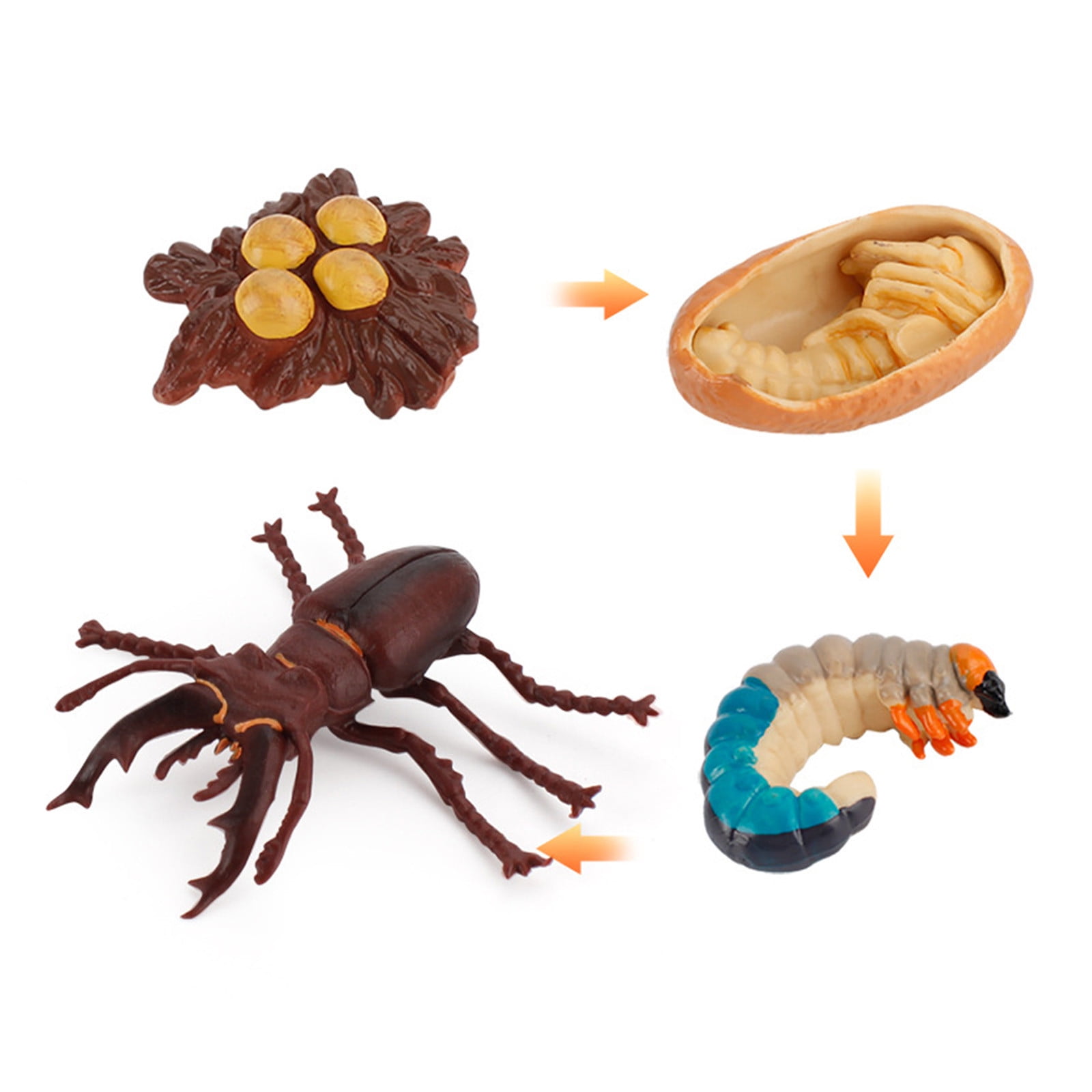 Fridja 4 Piece Beetle Figure Insect Life Cycle Plastic Brood To Mature ...