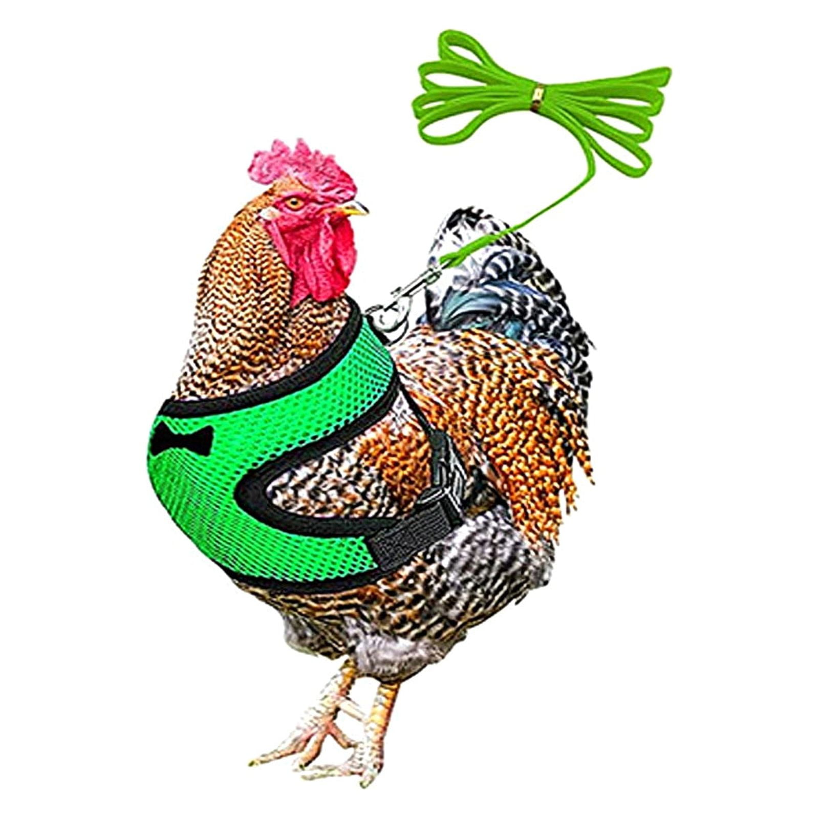 Fridja Adjustable Chicken Rope With Leash Elastic Comfortable ...