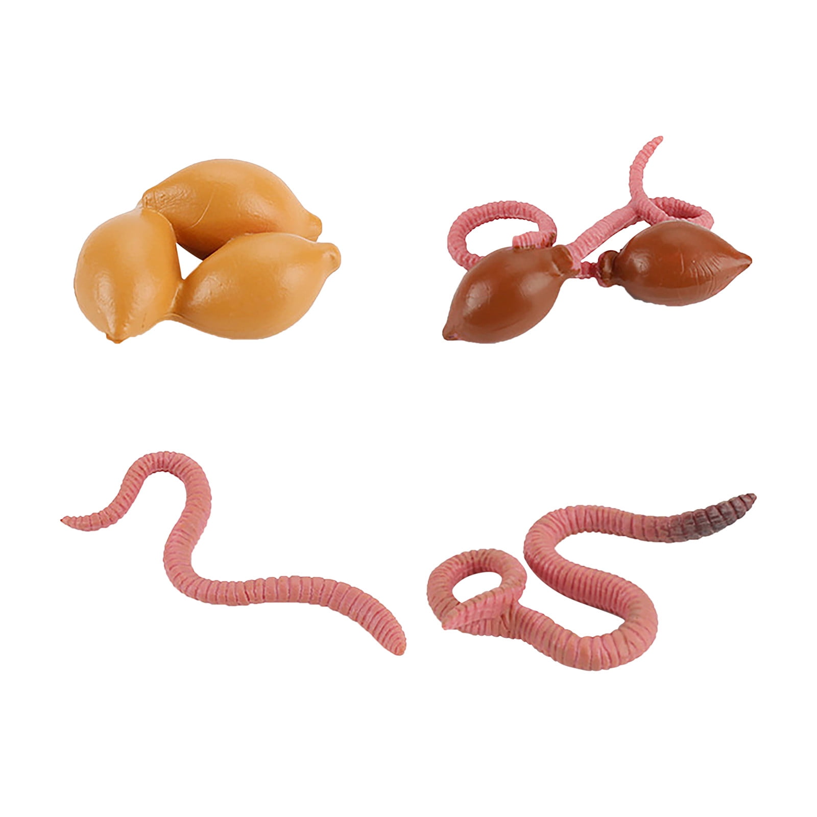 Fridja Life Cycle of Earthworm Toys Earthworm Life Cycle Figurines Set ...