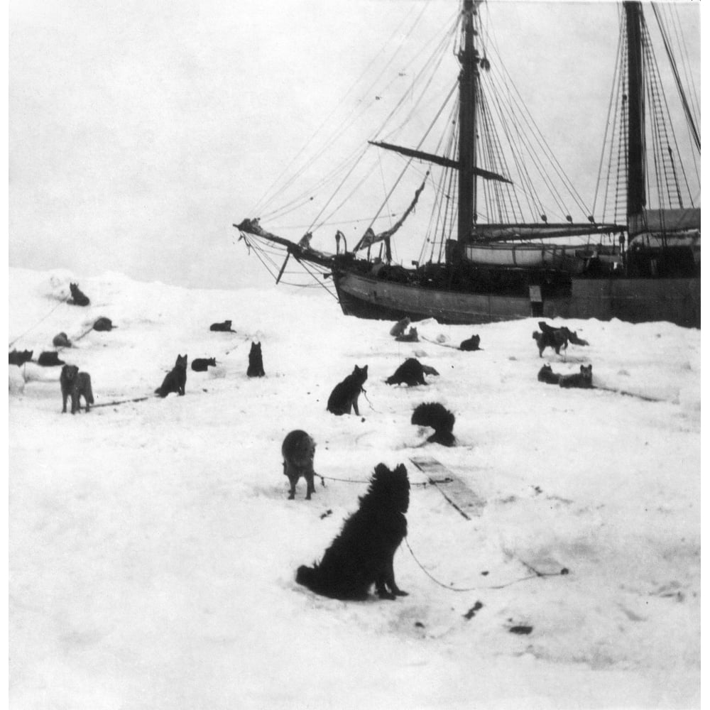 Fridtjof Nansen. Nnorwegian Arctic Explorer And Statesman. Sledge Dogs ...