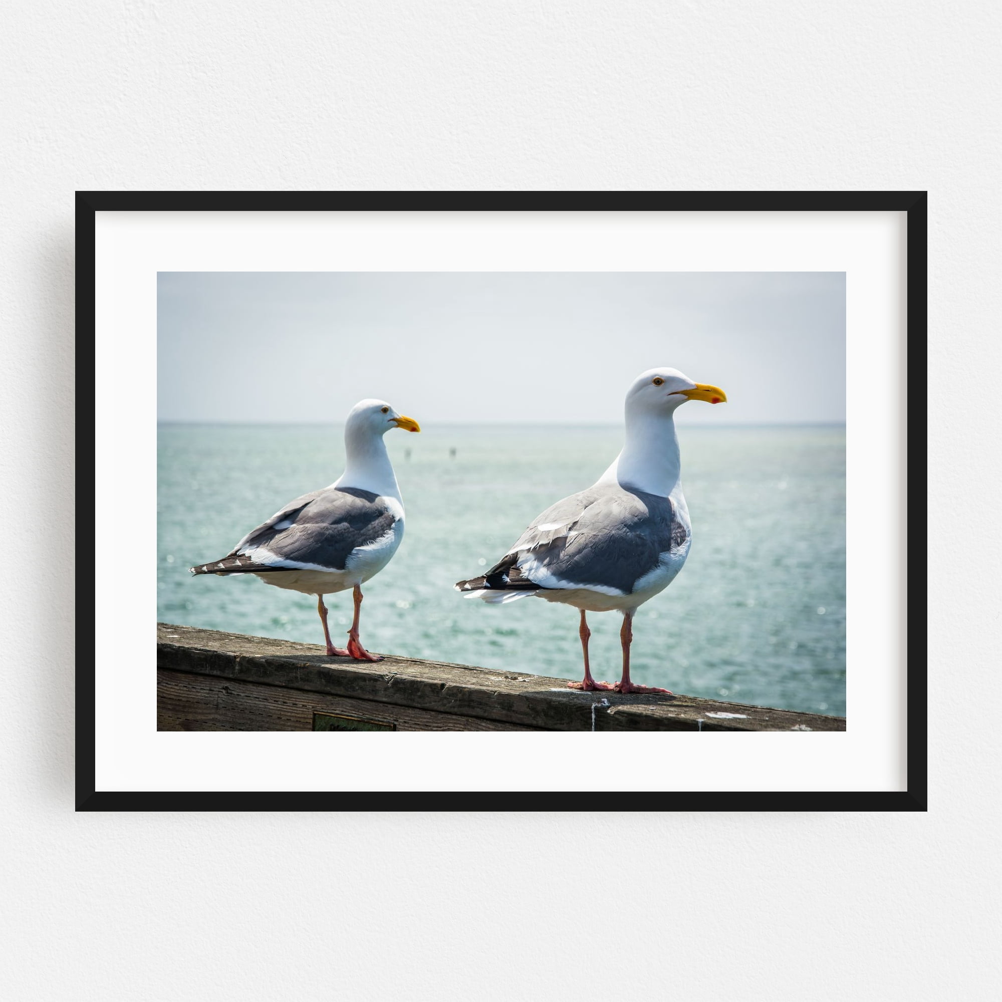 Friends & Seagulls - Capitola California Photography Bird Ocean Coast ...