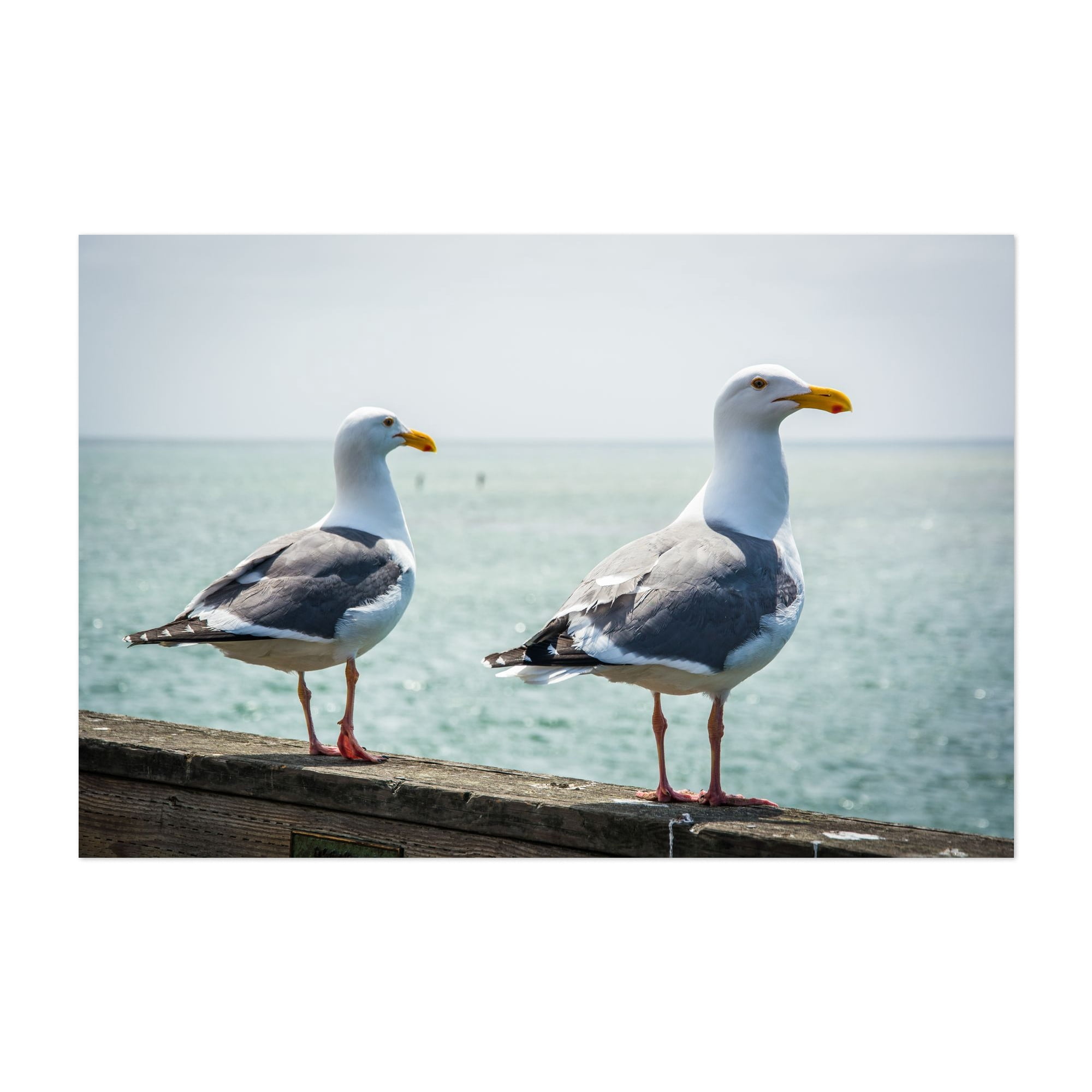 Friends & Seagulls - Capitola California Photography Bird Ocean Coast ...