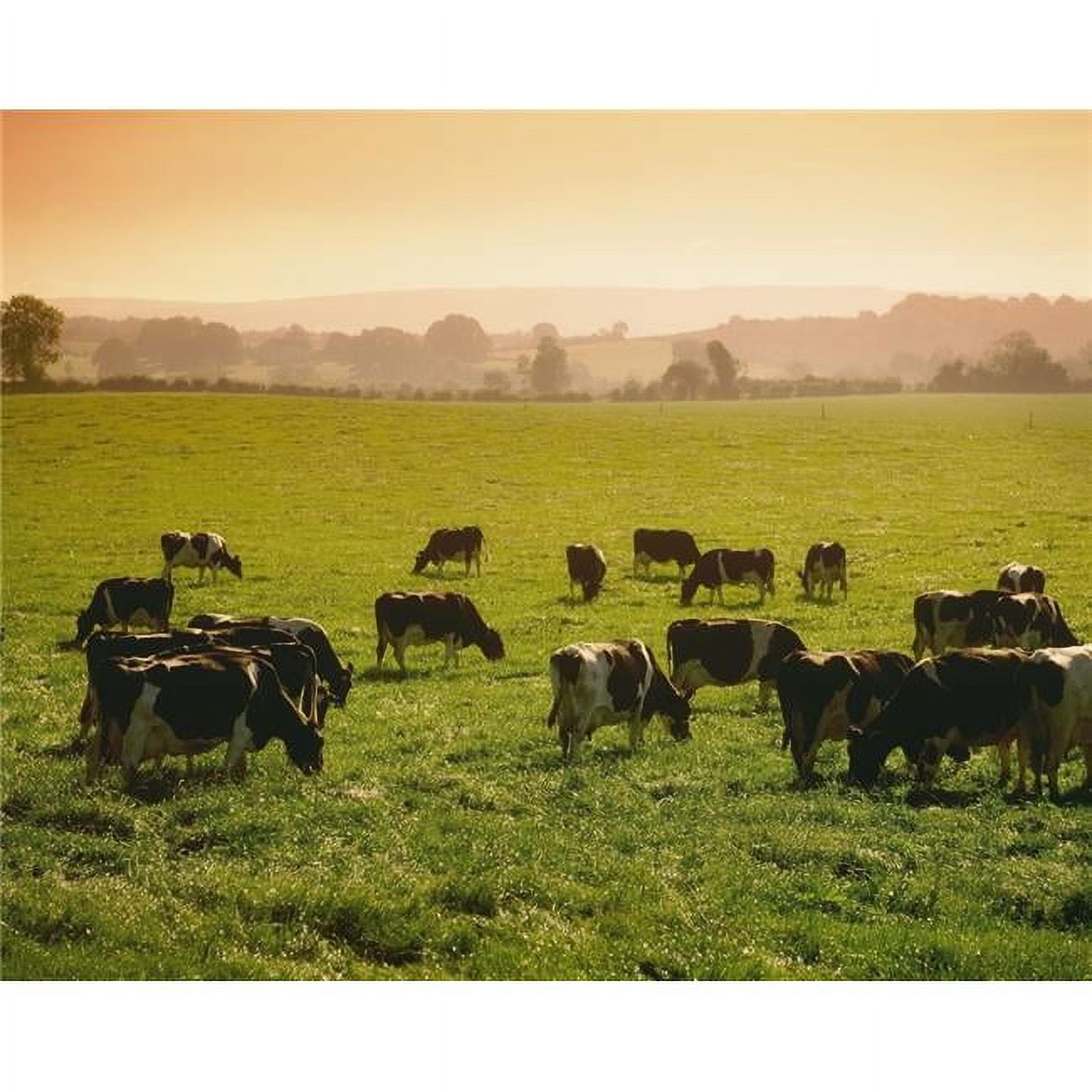 Friesian Cattle - Cattle Grazing Poster Print - 34 x 26 - Large ...
