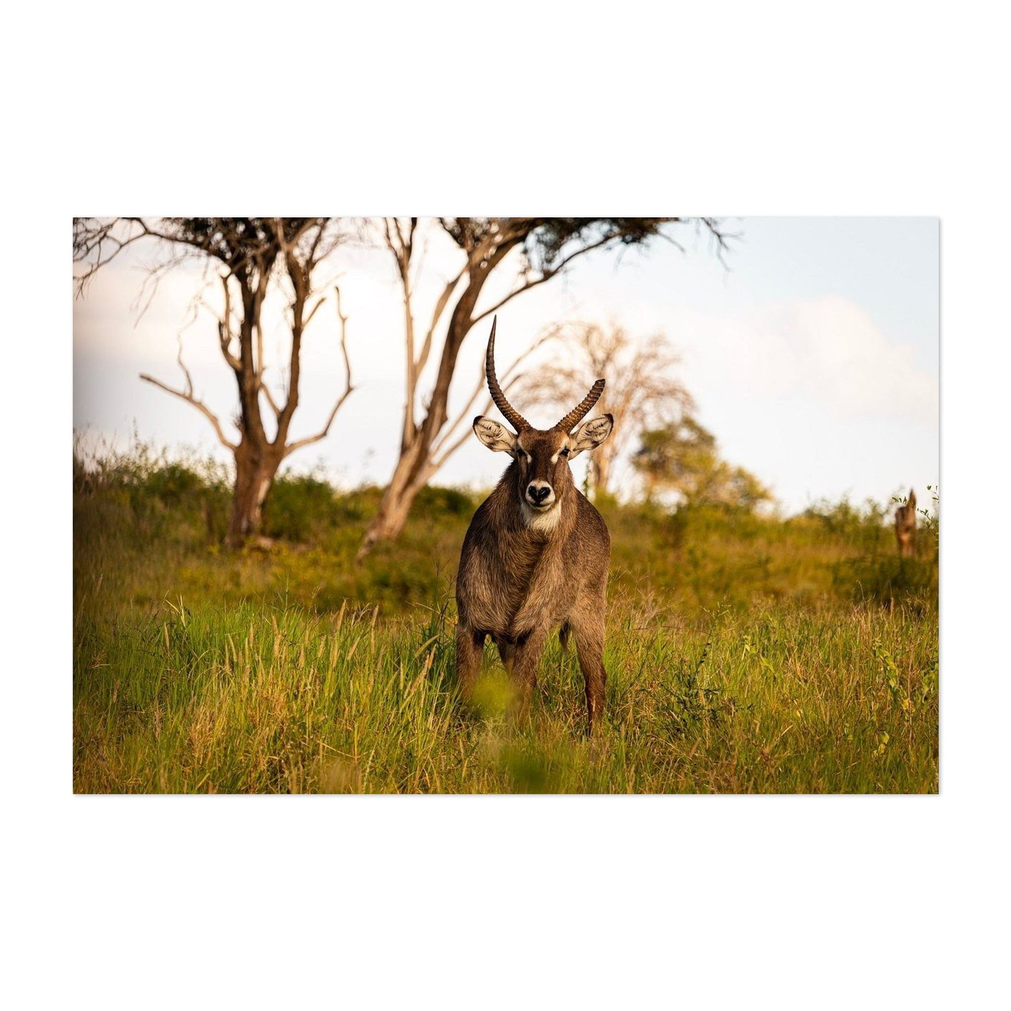 Frightened Water Buck - Photography Wildlife Nature Animal Wilderness ...