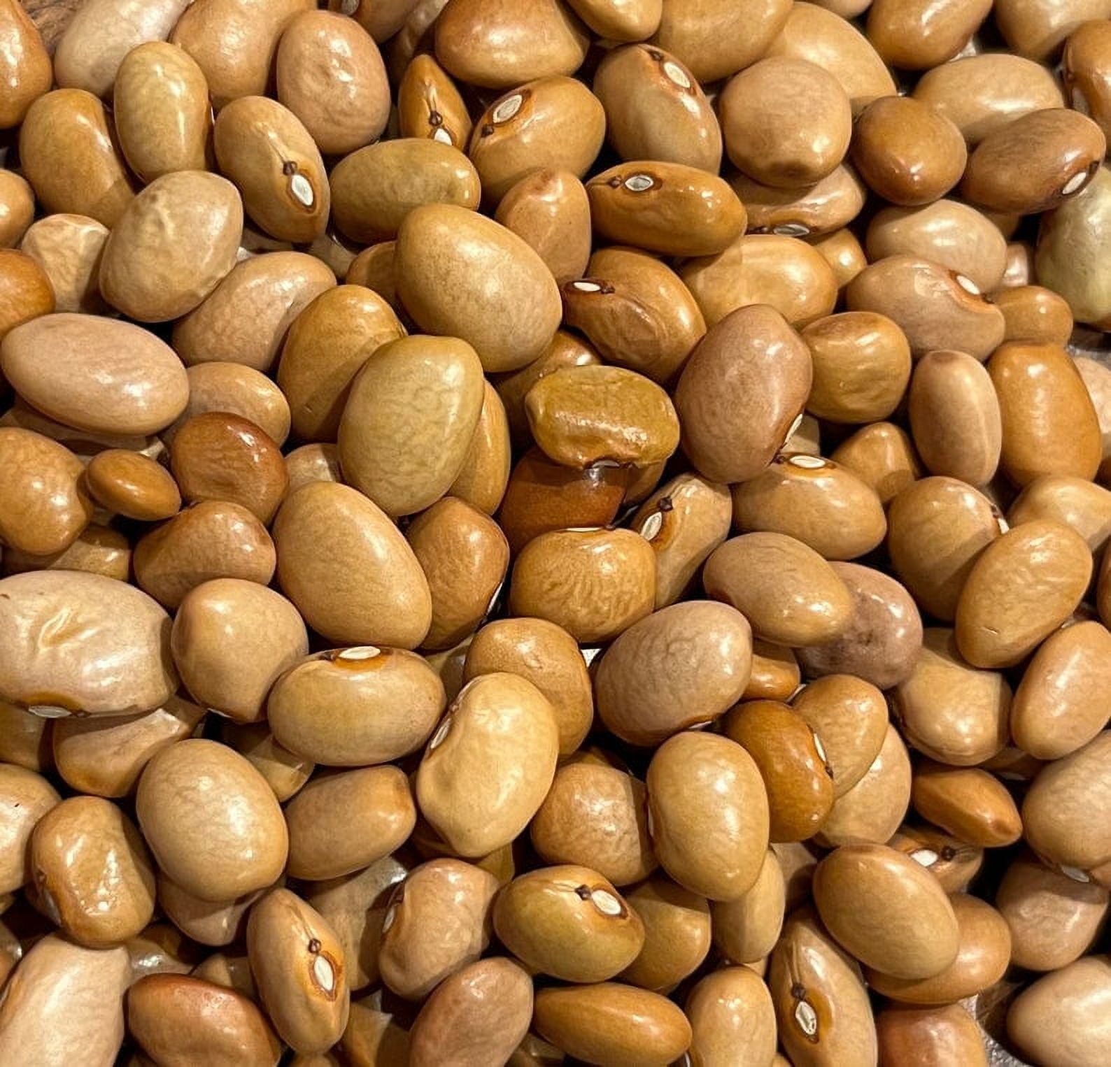 Frijoles de Mantequilla Heirloom Butter Beans Seed - High Germination ...
