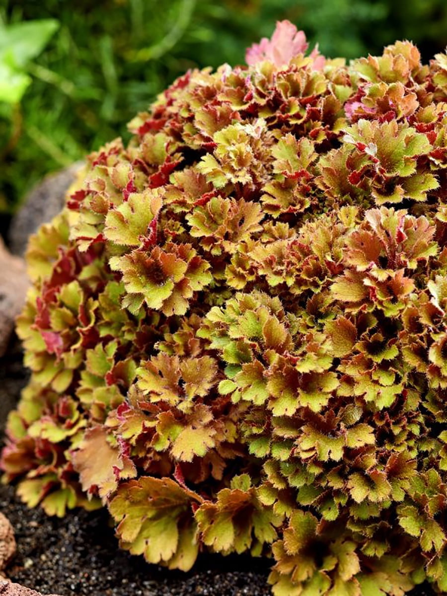 Frilly Fancy Leaf Coral Bells - Heuchera - 3" Pot - Heavily Ruffled ...