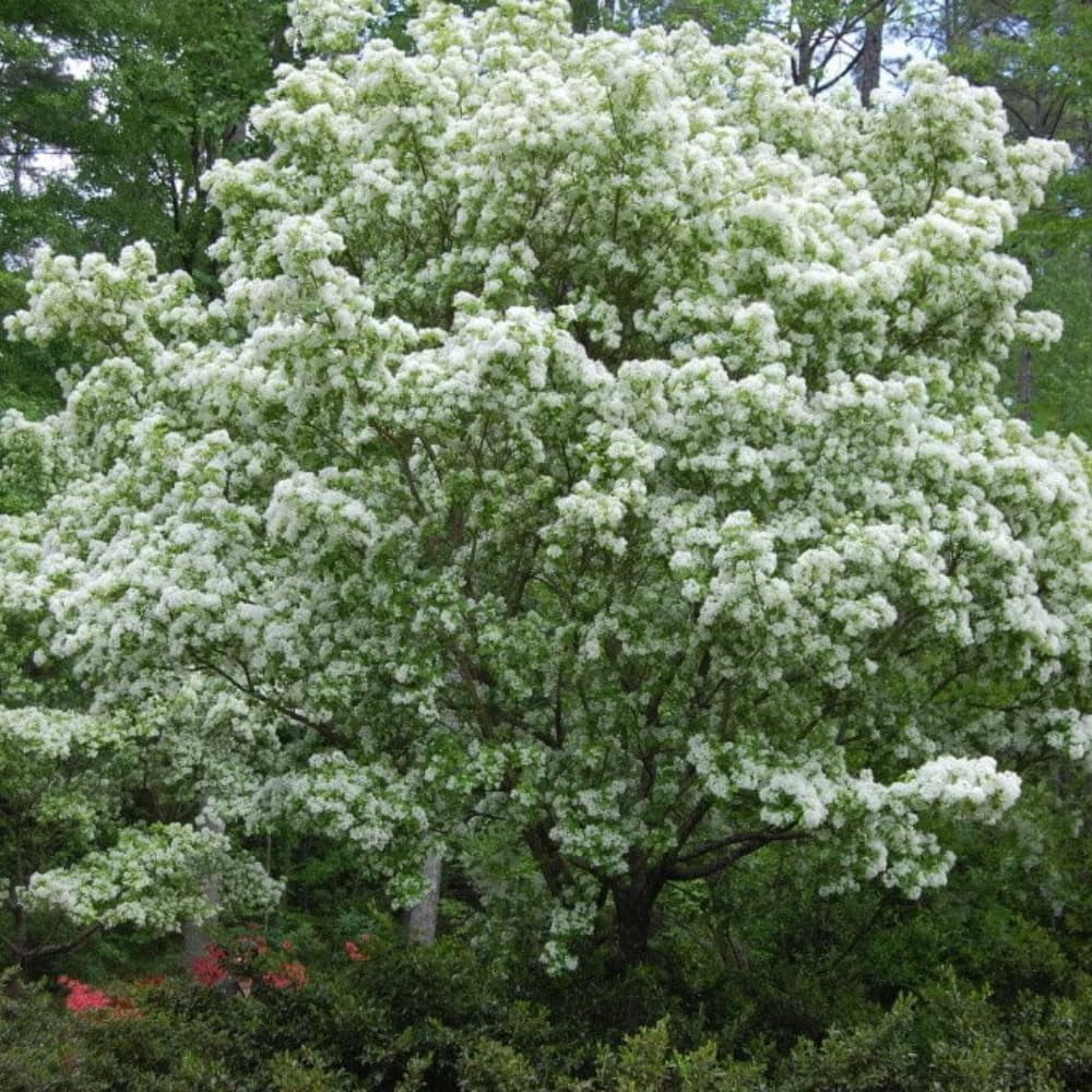 Fringe Tree Live Plant, 6 to 10'' Tall Fragrant White Fringe Plant Live ...