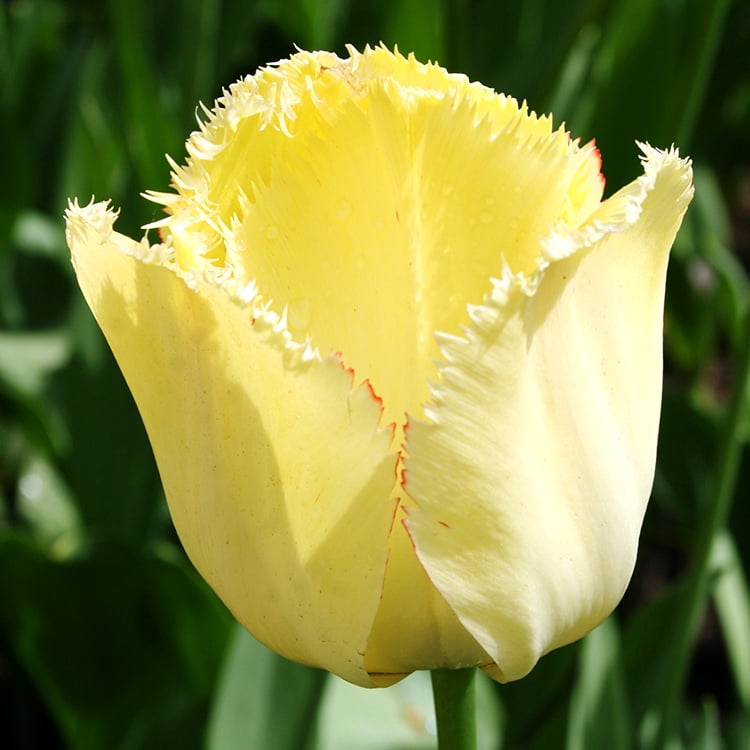 Fringed Elegance Fringed Tulip Flower Bulbs - 12 Bulbs per Pack - Good ...