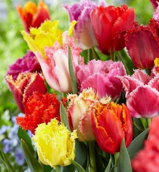 CZ Grain Fringed Tulip Mix Bulbs, Easy to Grow, Perennial Spring Blooms ...