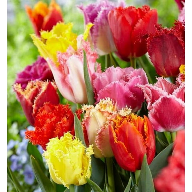 Fringed Tulip Mix Bulbs for Planting - Easy to Grow, Plant in Fall ...