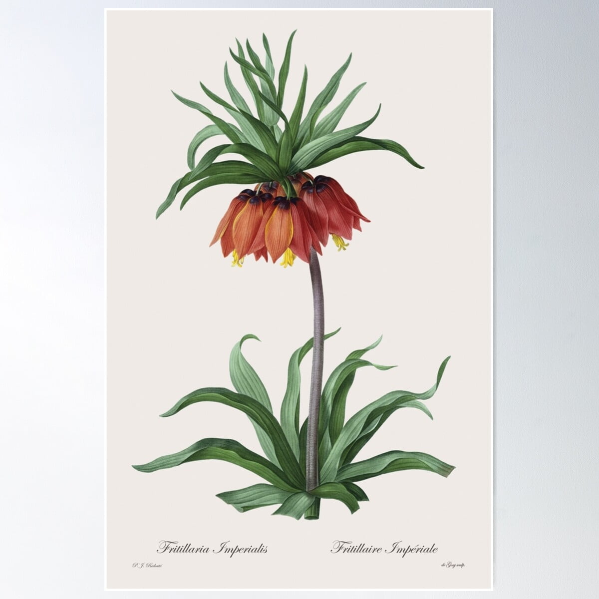 Fritillaria Imperialis | Crown Imperial Lily | Pierre Joseph Redoutã ...