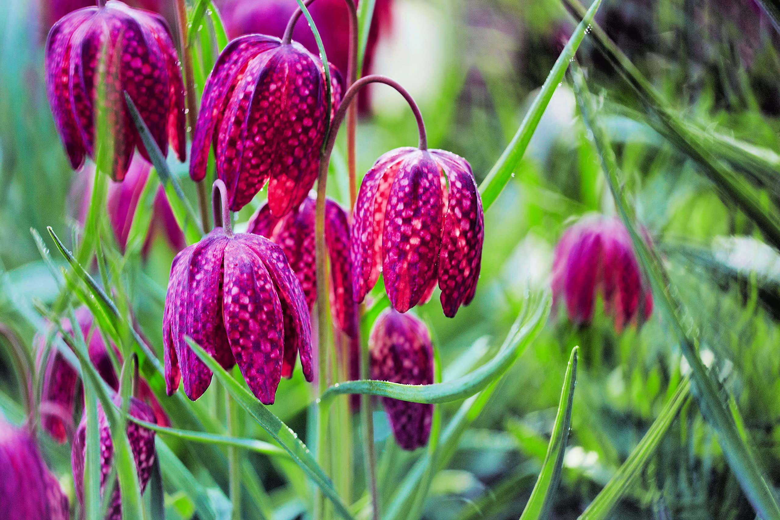Fritillaria Meleagris Bulbs for Planting - Snakes Head Fritillary ...