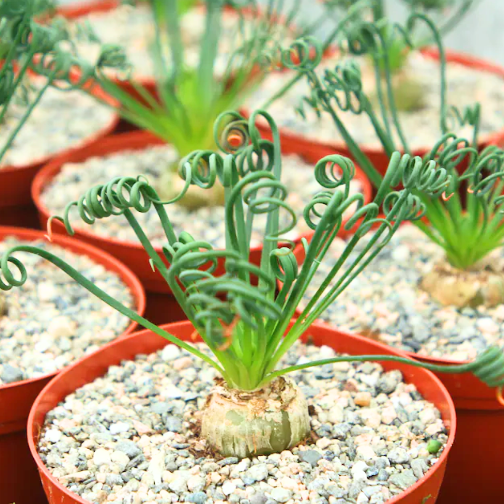 Frizzle Sizzle Albuca Spiralis Plant Live Houseplant in 4 Inch Pot ...