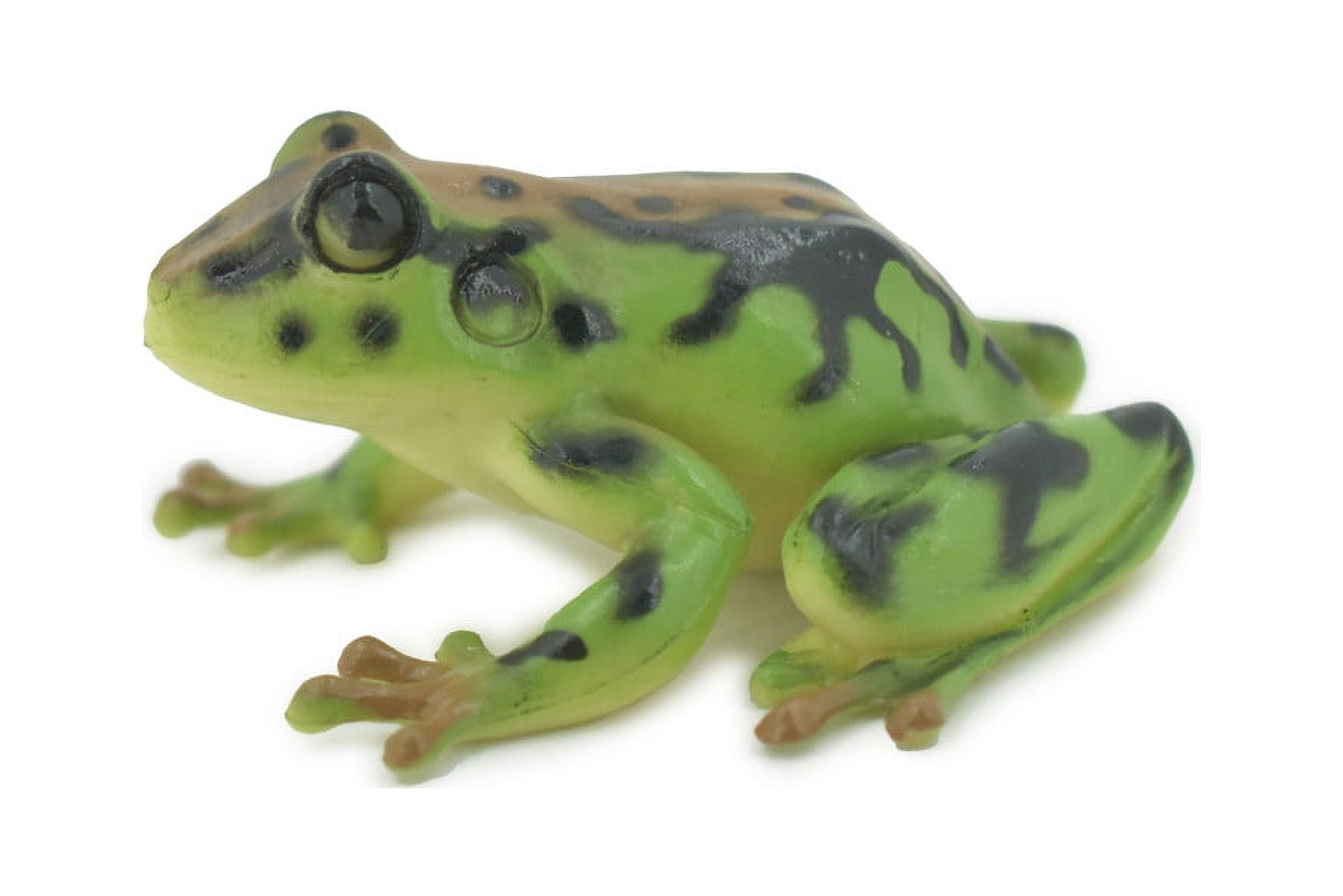Frog, Amphibians, Green & Brown, High Quality, Hand Painted, Rubber ...