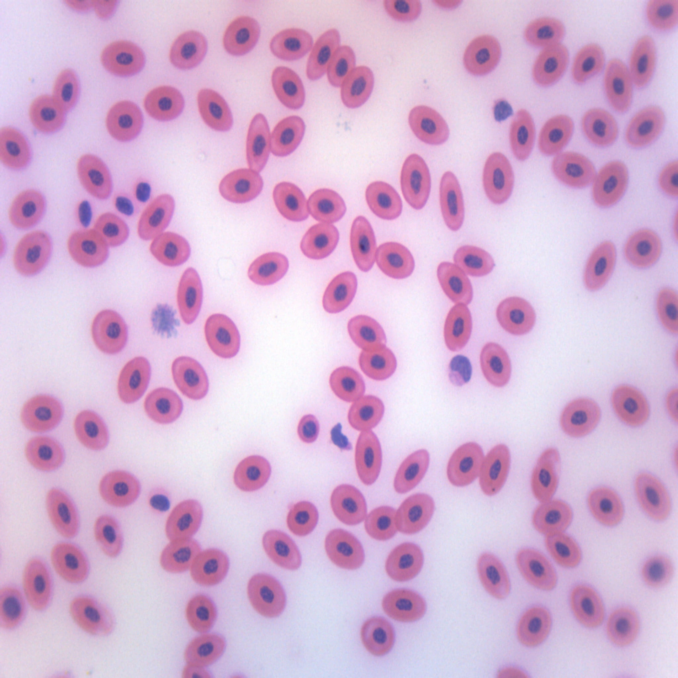 Frog Blood Smear, Prepared Microscope Slide - 75 x 25mm - Biology ...