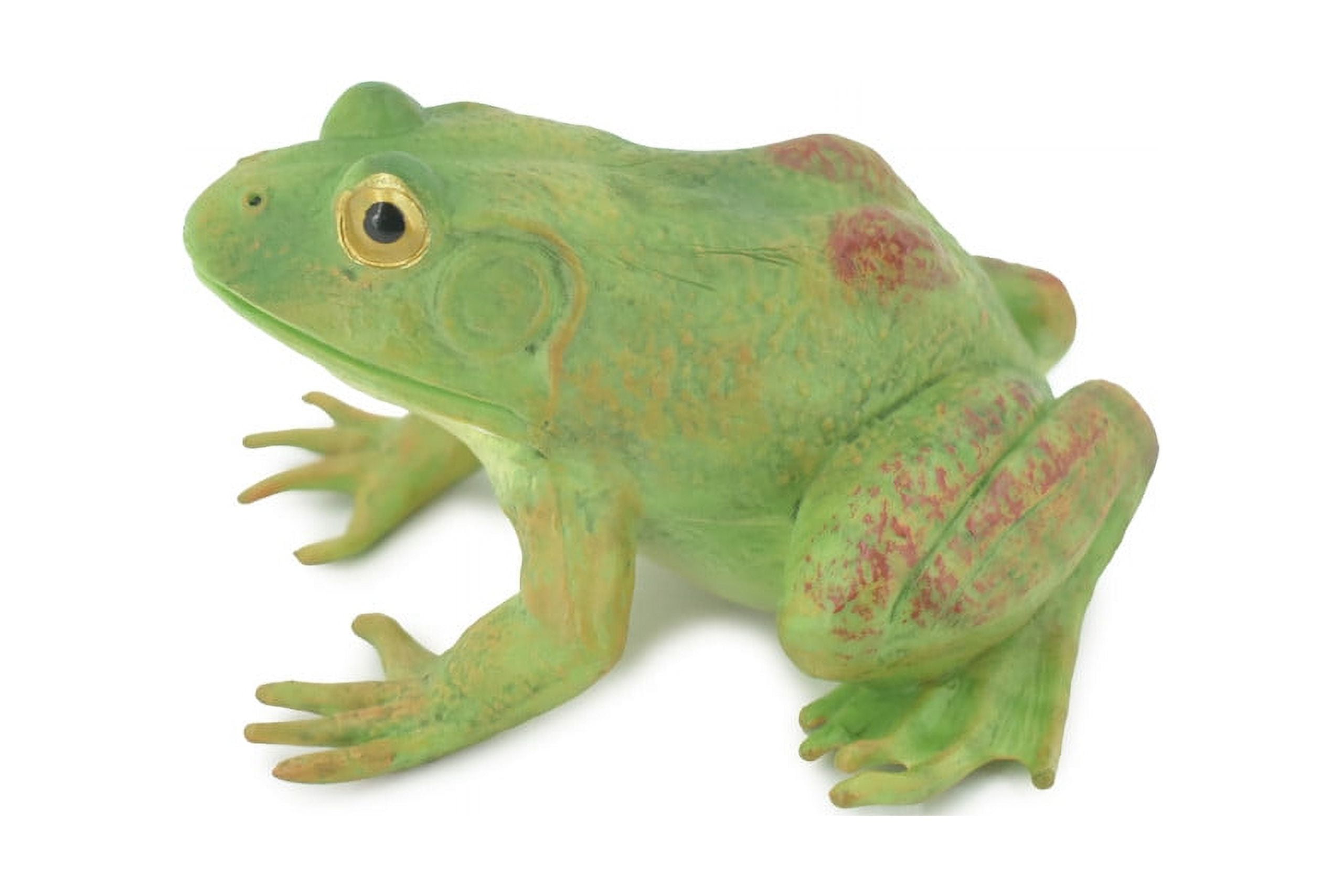 Frog, Bullfrog, Green, Museum Quality, Hand Painted, Rubber, Asia ...
