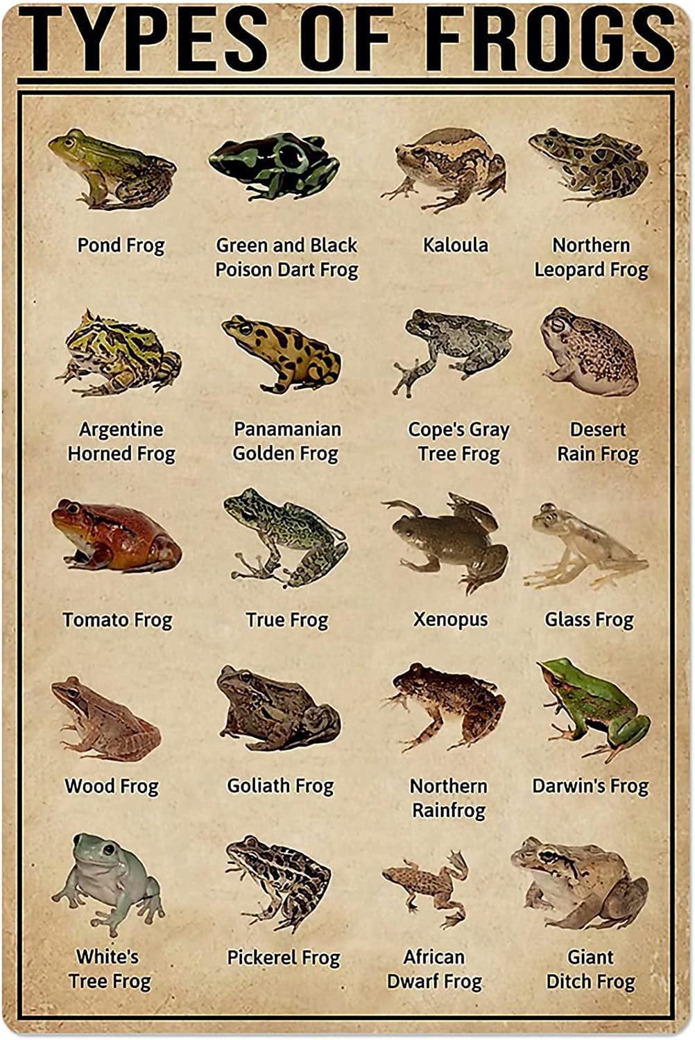 Frog Chart Metal Aluminium Signs Vintage Education Science Posters ...
