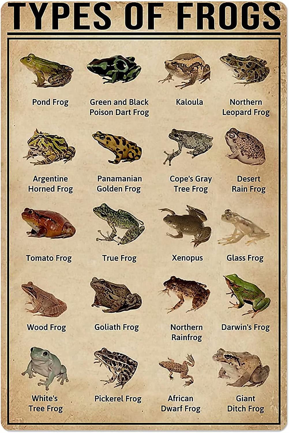 Frog Chart Metal Signs Wall Decor Sign Education Science Posters Types ...