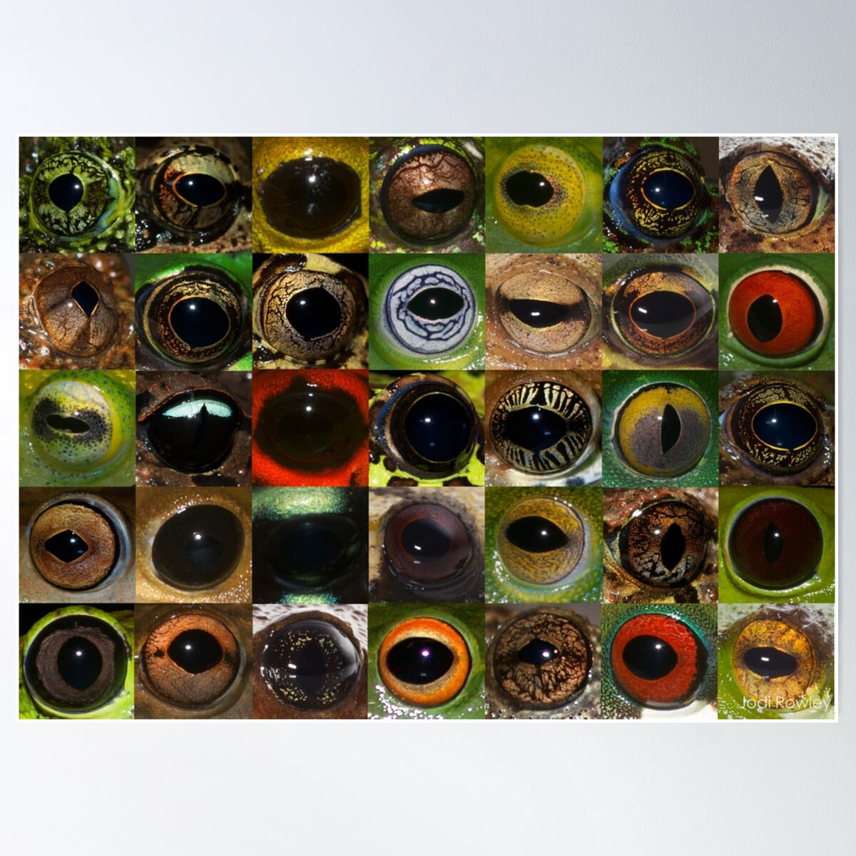 Frog Eyes From Around The World Poster Wall Art Modern Wall Decor For ...