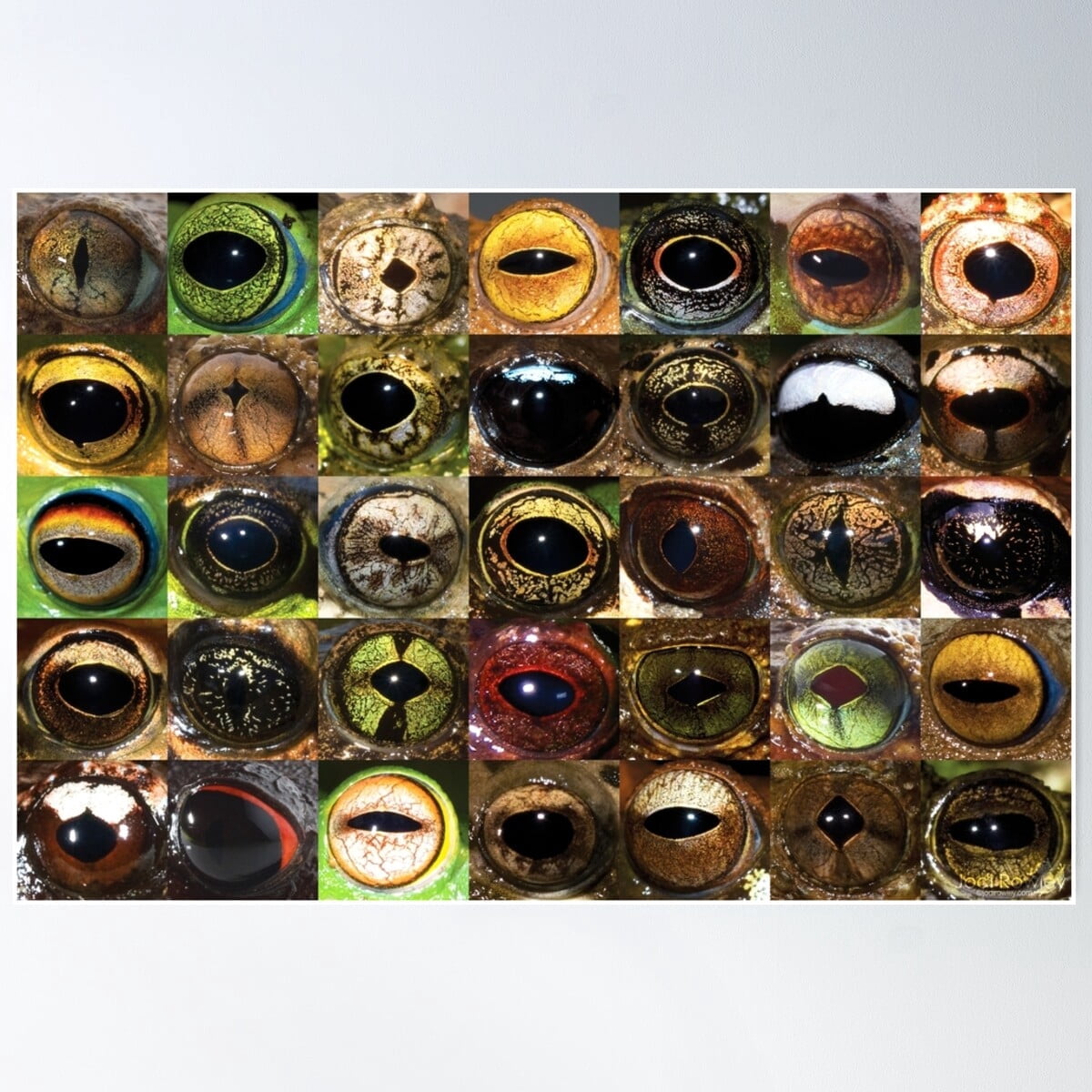 Frog Eyes Poster Wall Art Modern Wall Decor For Living Room Bedroom ...
