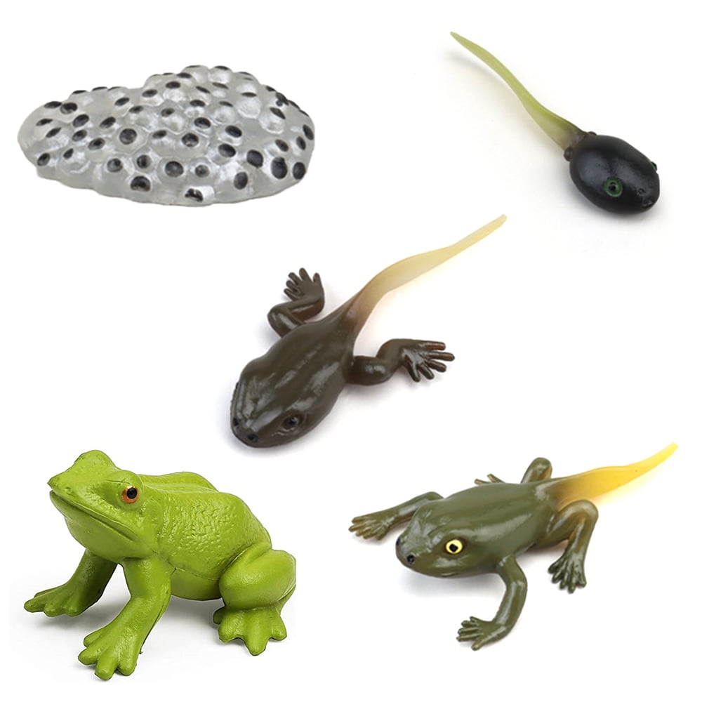 Frog Growth Cycle, Animal Growth Cycle Biological Model, Growth Stage ...