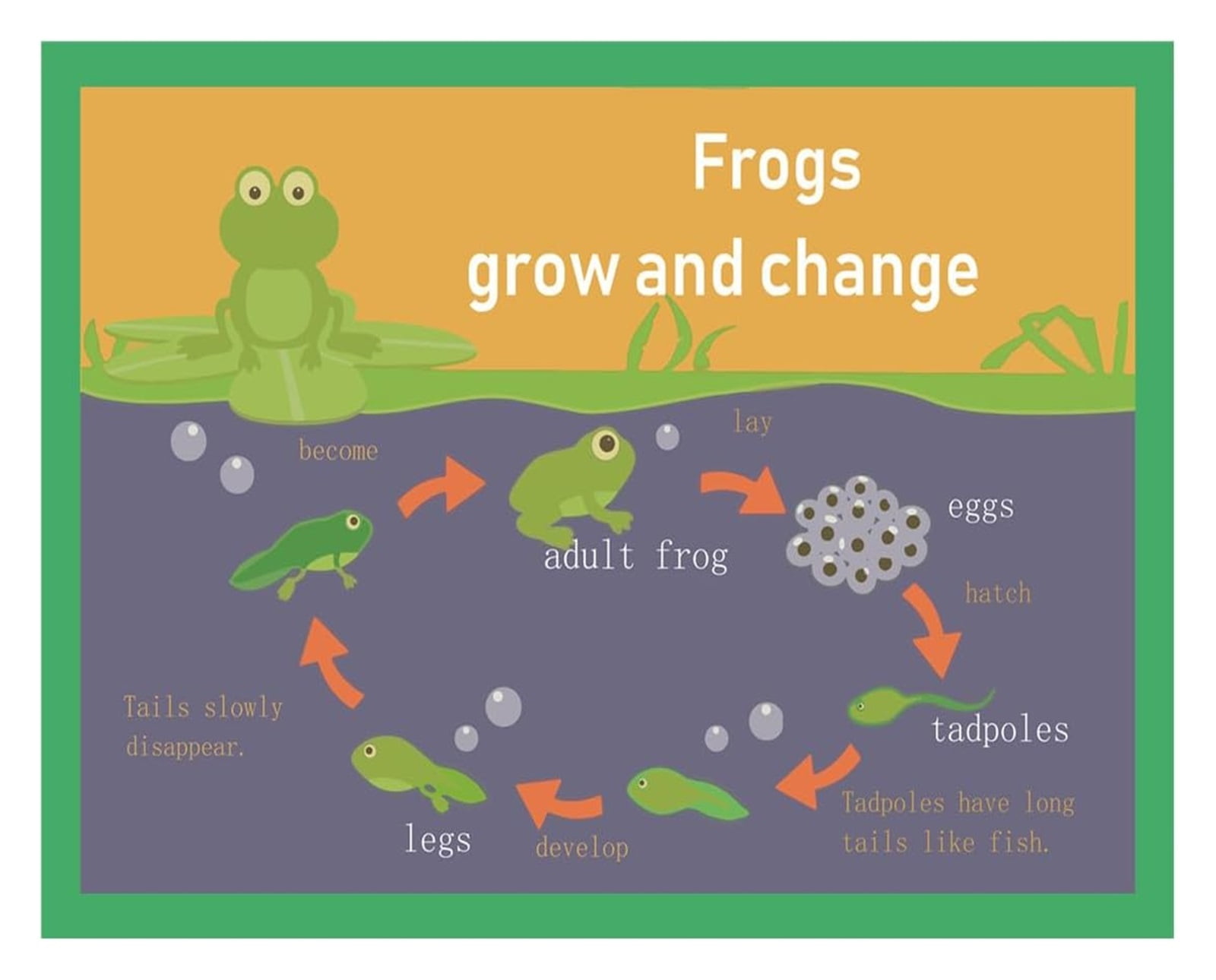 Frog Life Cycle Poster for Kids - Mind Map of Growth from Tadpole to ...