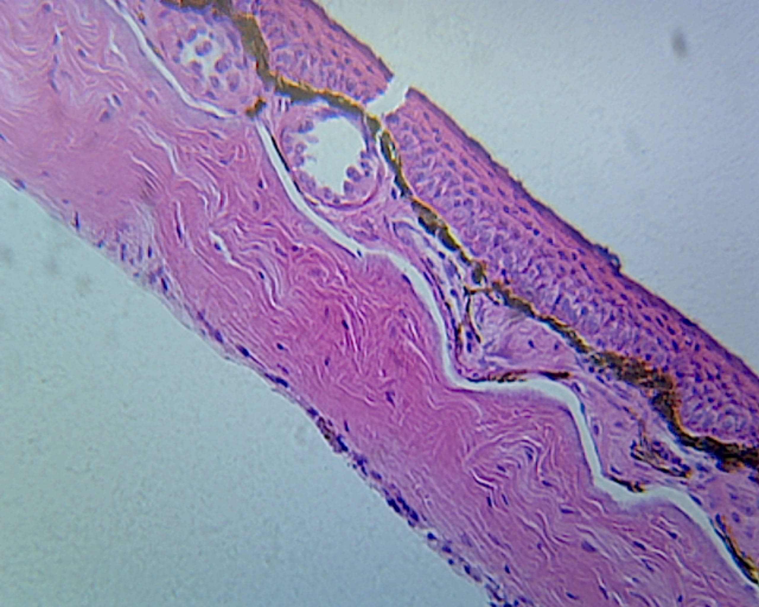 Frog Skin; Section by Go Science Crazy - Walmart.com