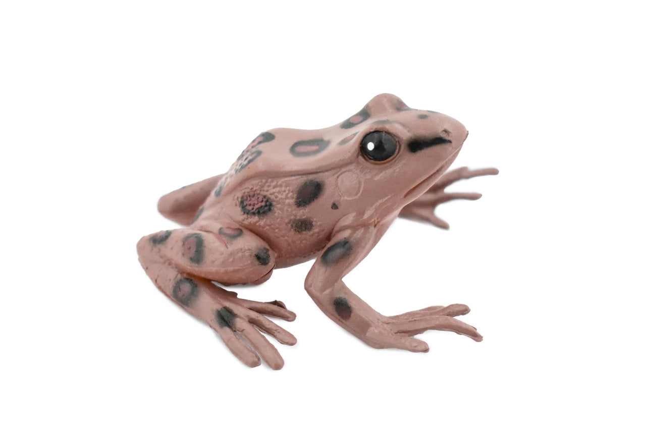 Frog, Southern Leopard Frog, Rubber Toy Amphibian, Realistic Figure ...