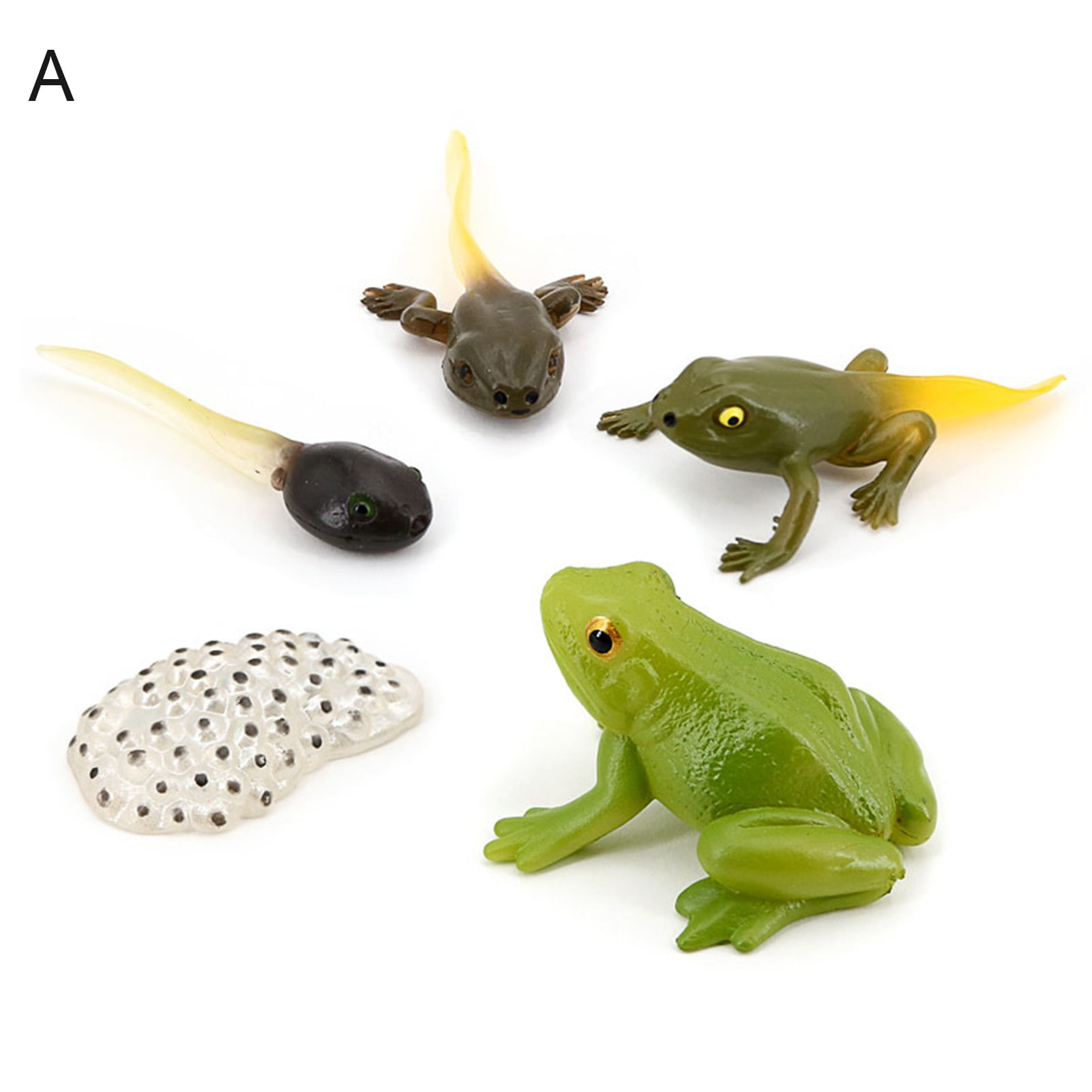 Frog Tarantula Butterfly Bee Animal - Growth Observation Model Toys ...