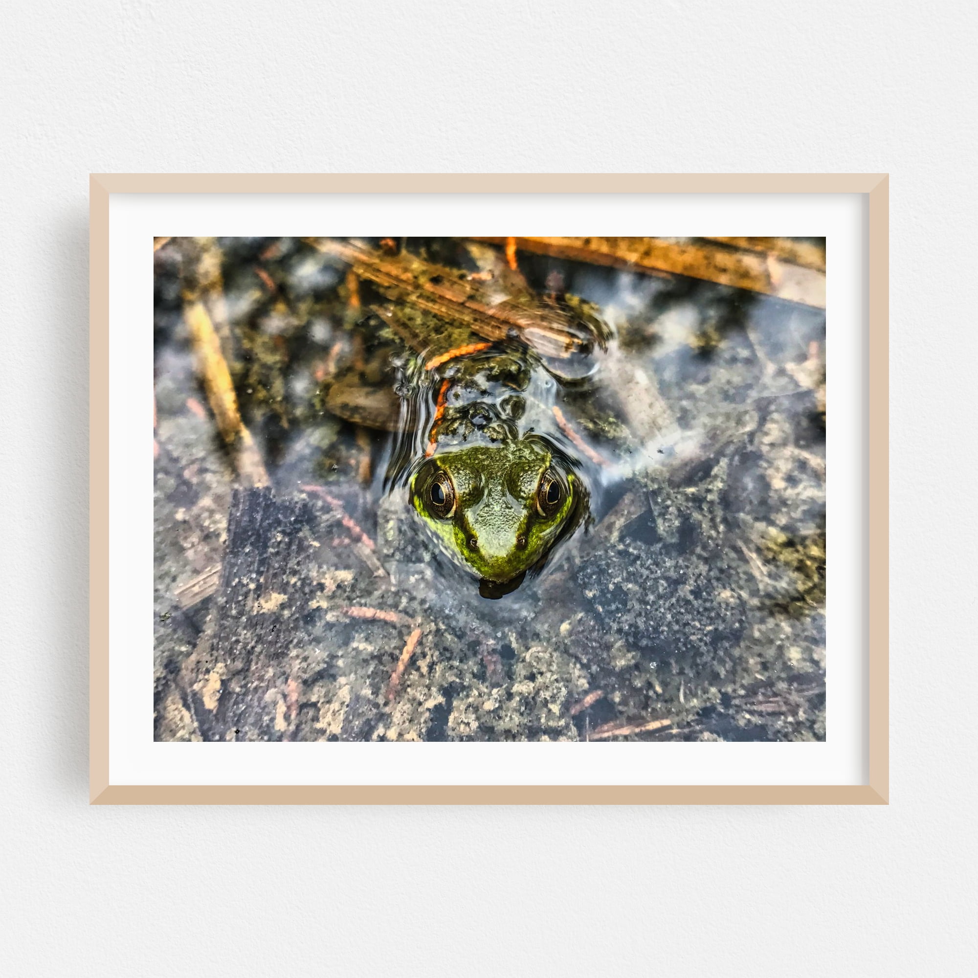 Frog in Puddle - Ferrisburgh Vermont Photography Nature Water Wildlife ...