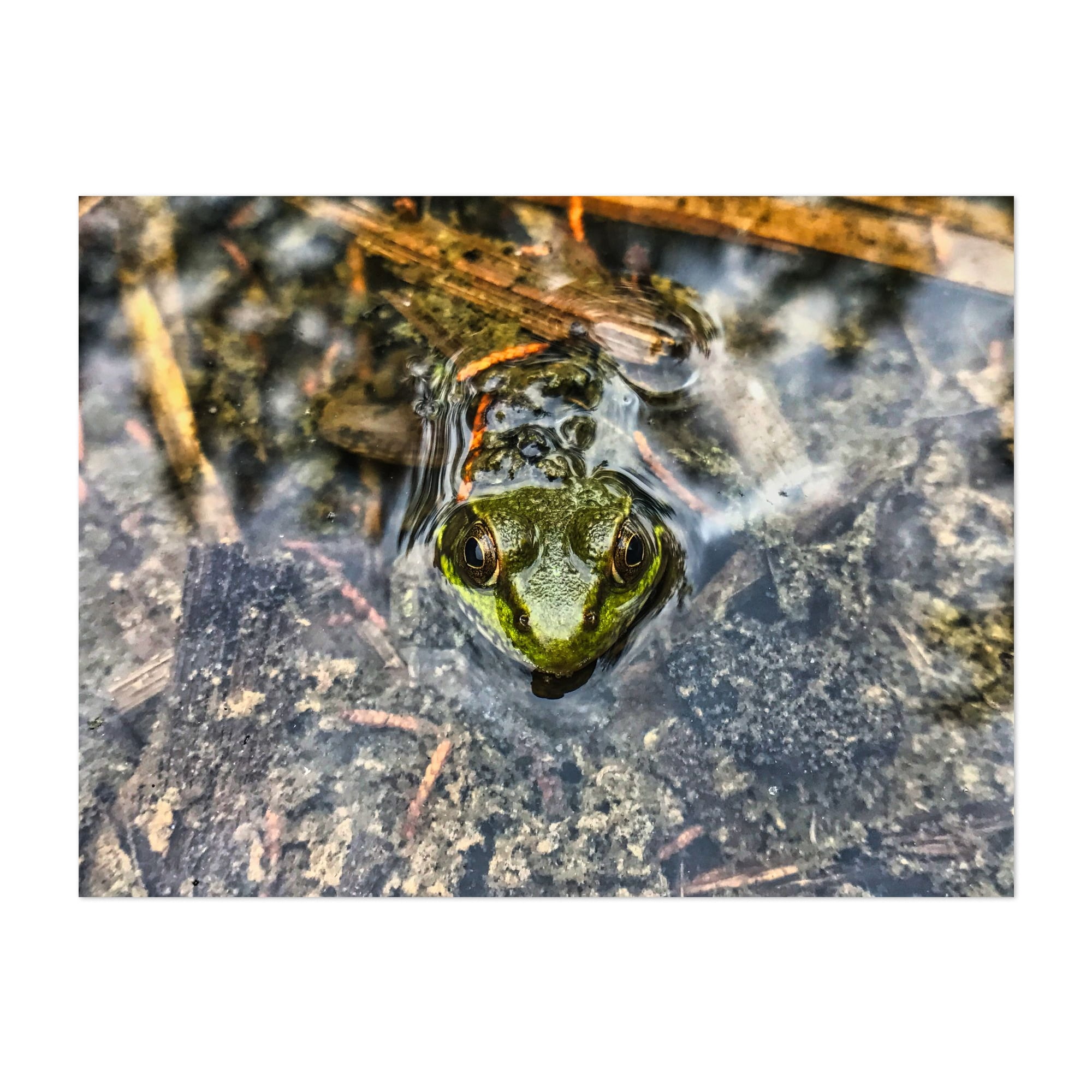Frog in Puddle - Ferrisburgh Vermont Photography Nature Water Wildlife ...